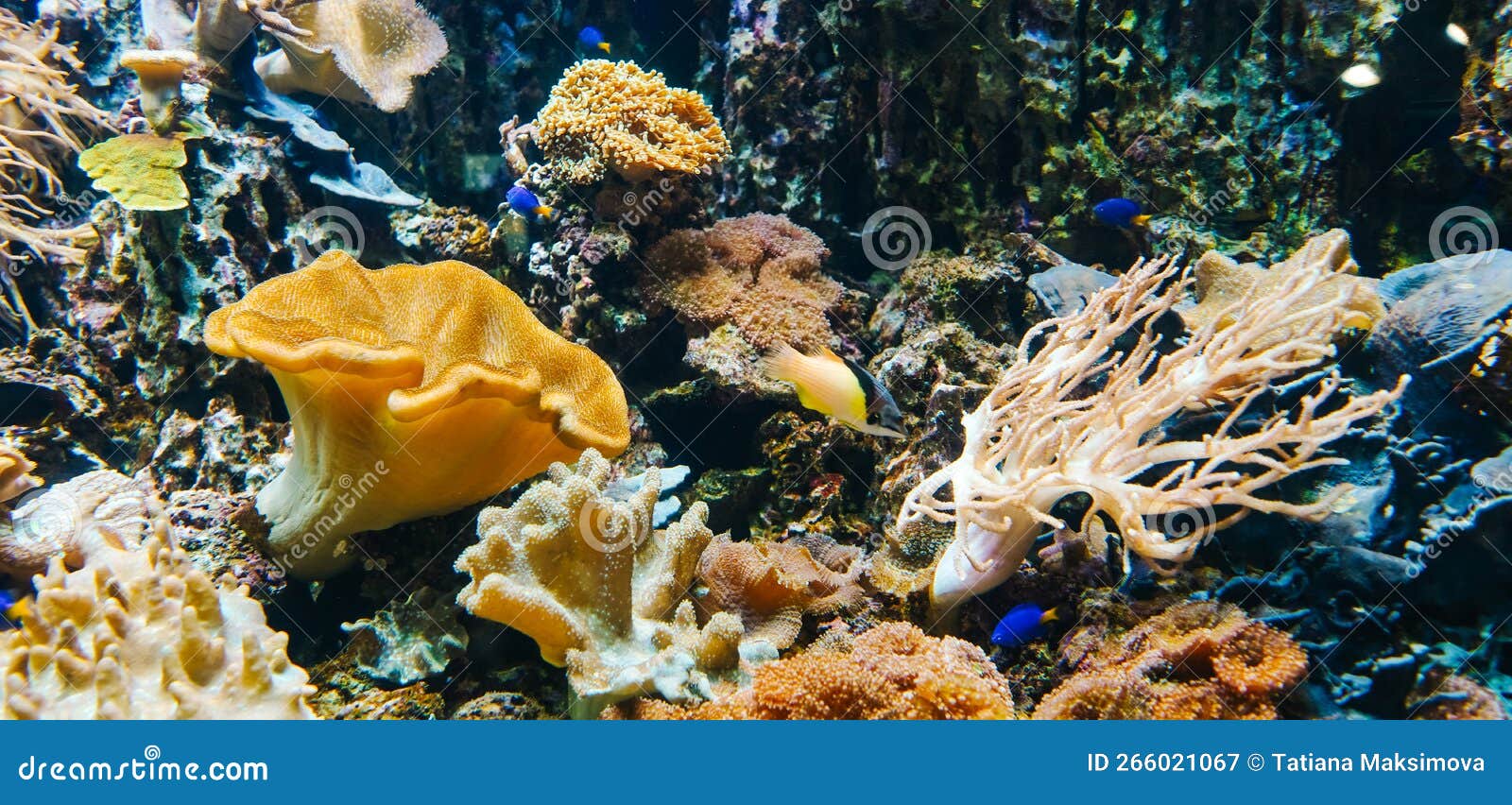 Underwater Bright World with Corals and Fishes. Stock Image - Image of ...