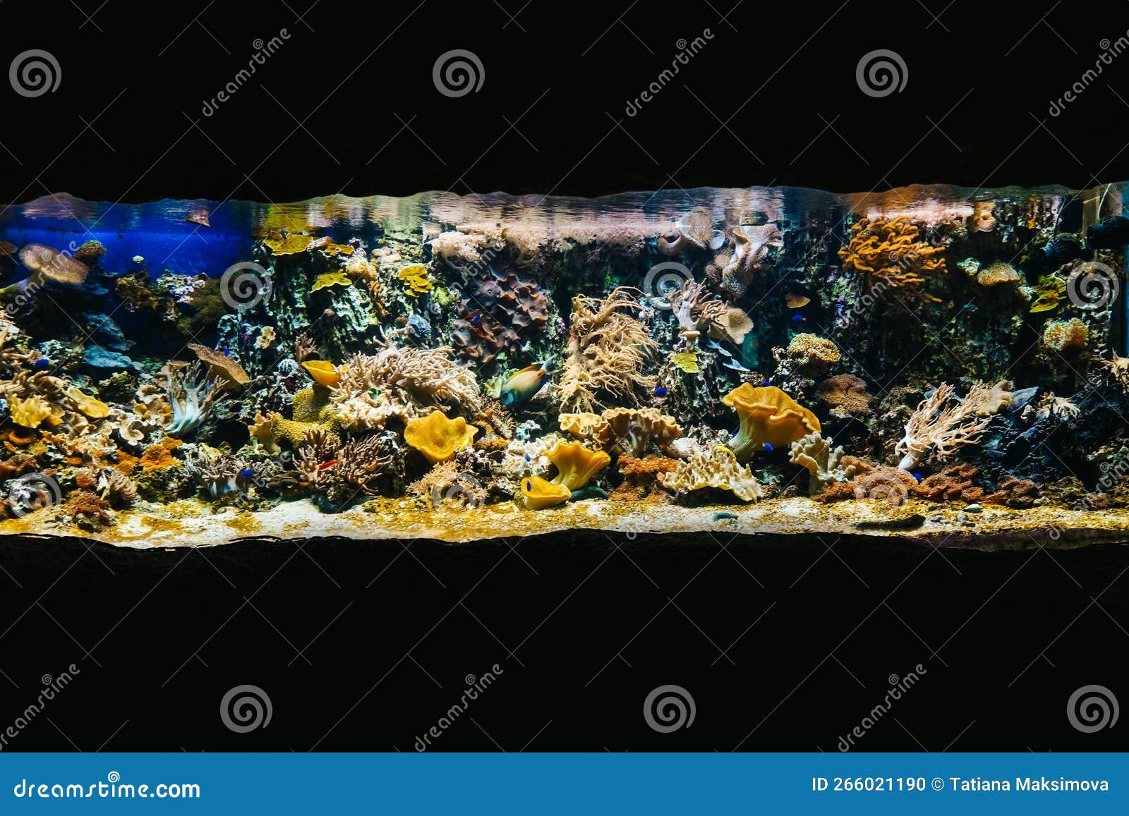 Underwater Bright World with Corals and Fishes. Stock Photo - Image of ...