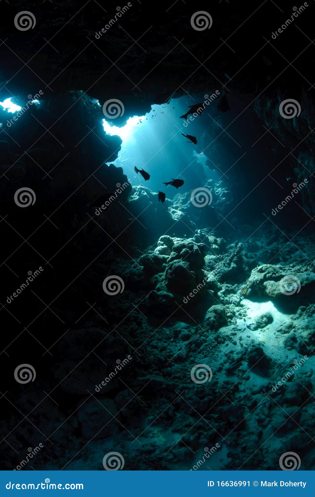 Underwater Cave Full Of Stalactites And Stalagmites, With Fish Swimming ...
