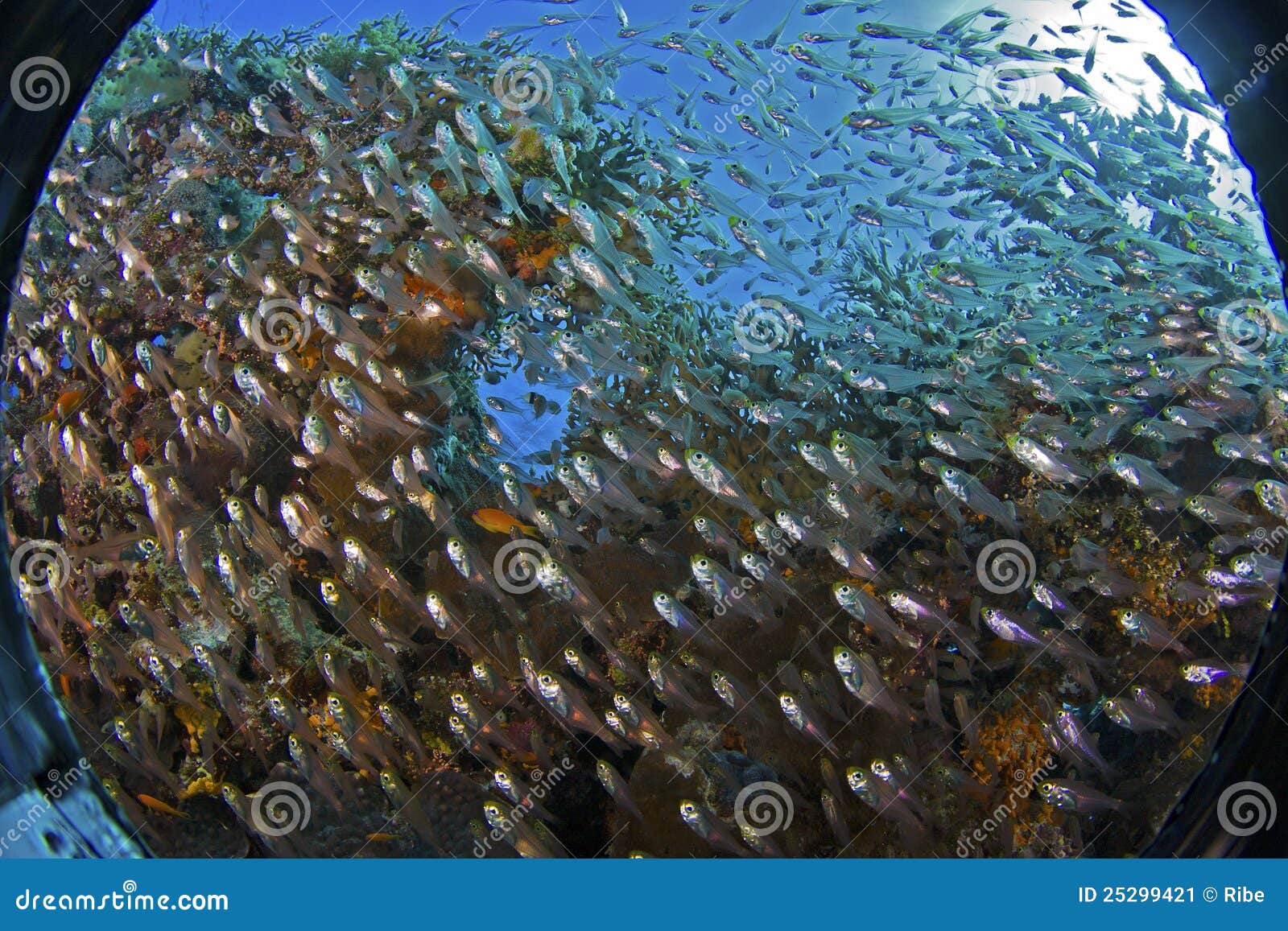 Underwater Circle of fish stock image. Image of saltwater - 25299421
