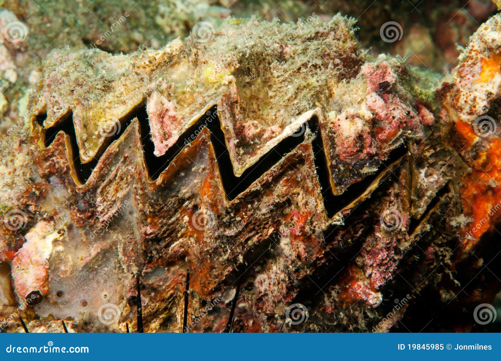 Underwater stock image. Image of detail, shell, bottom - 19845985