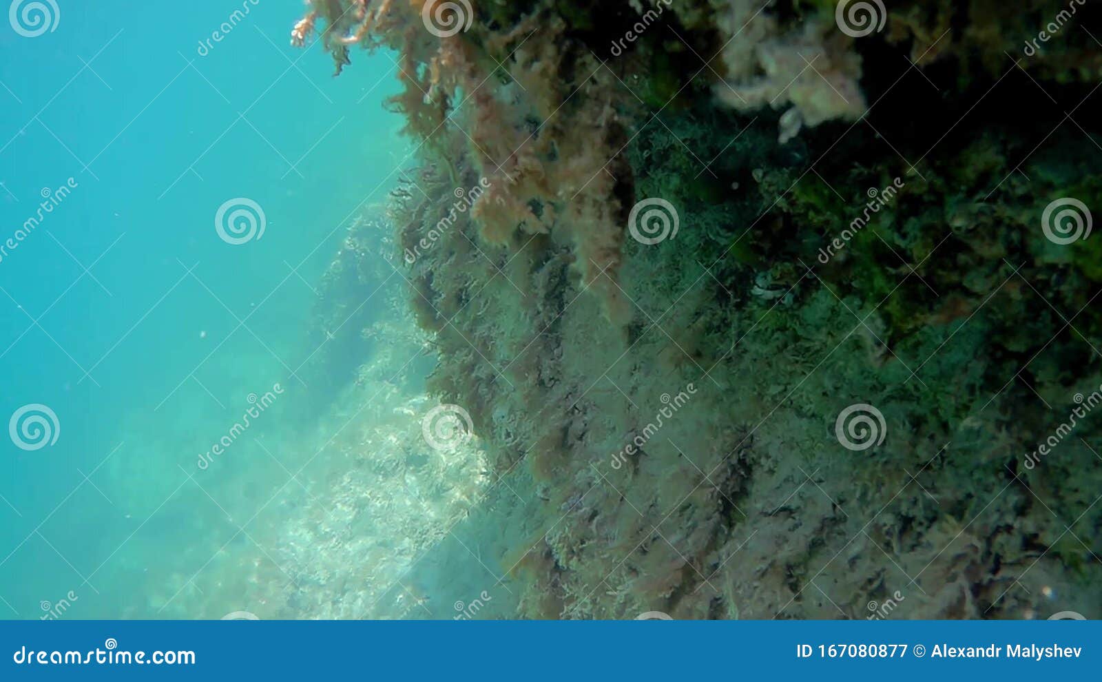 Underwater cliff at sea. stock video. Video of clean - 167080877