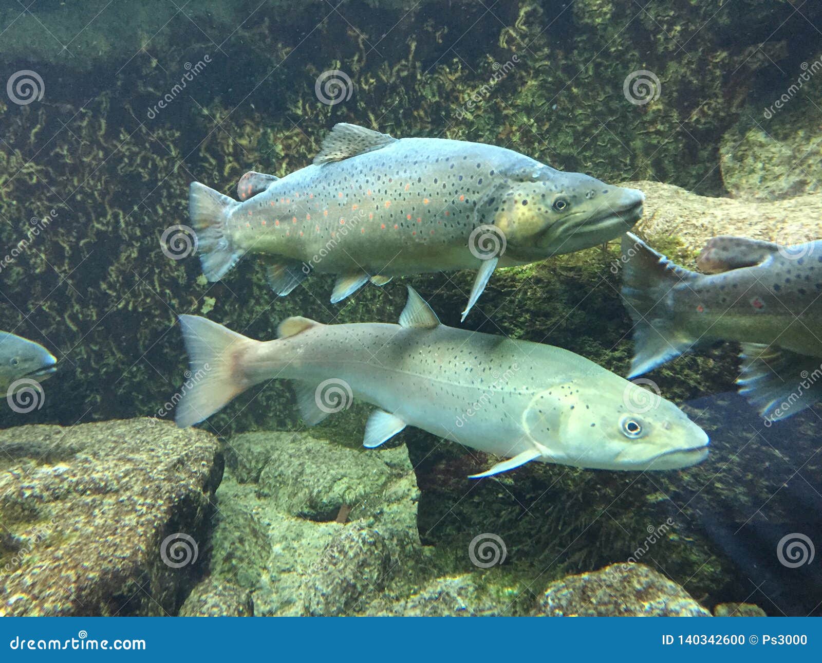 Underwater Close Up of Brown Trout and Danube Salmon. Stock Photo ... Underwater Close Up of Brown Trout and Danube Salmon. Stock Photo ...