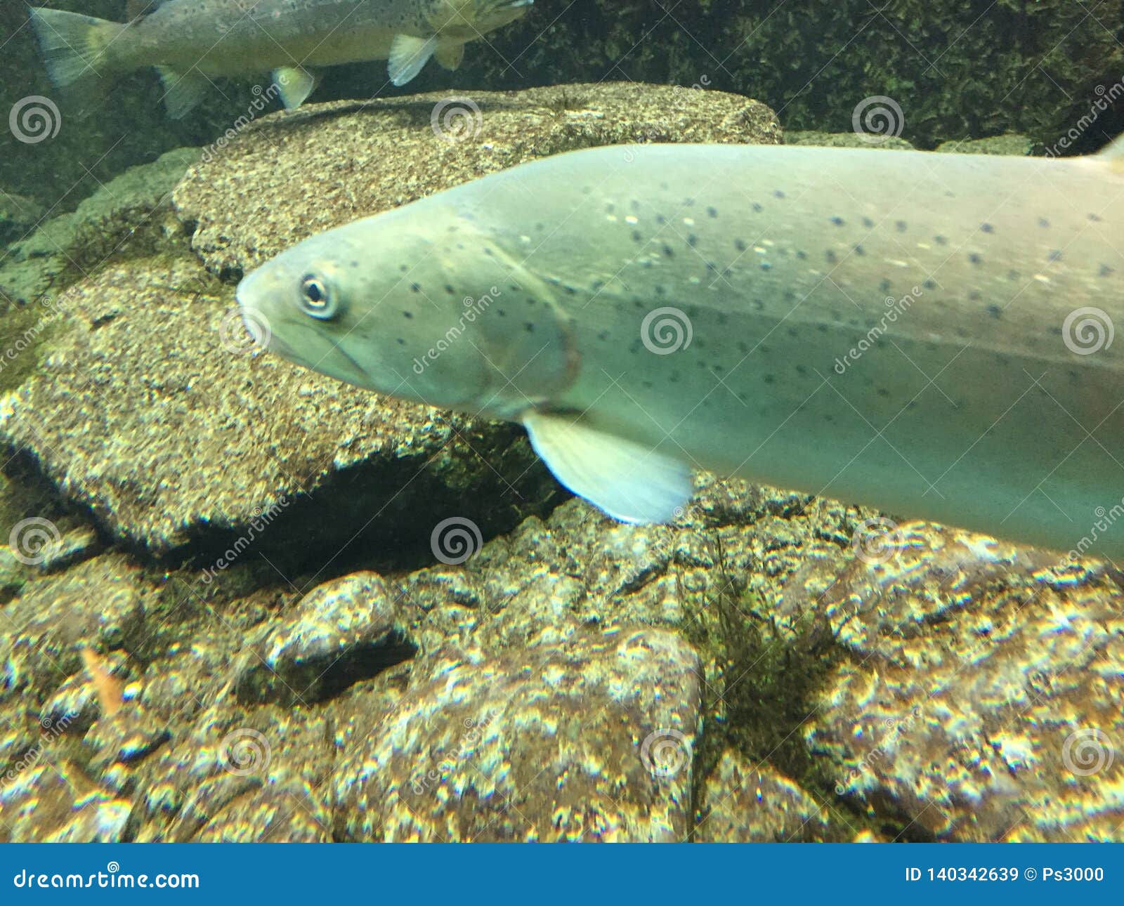 Underwater Close Up Of Brown Trout And Danube Salmon. Stock Image ... Underwater Close Up Of Brown Trout And Danube Salmon. Stock Image ...