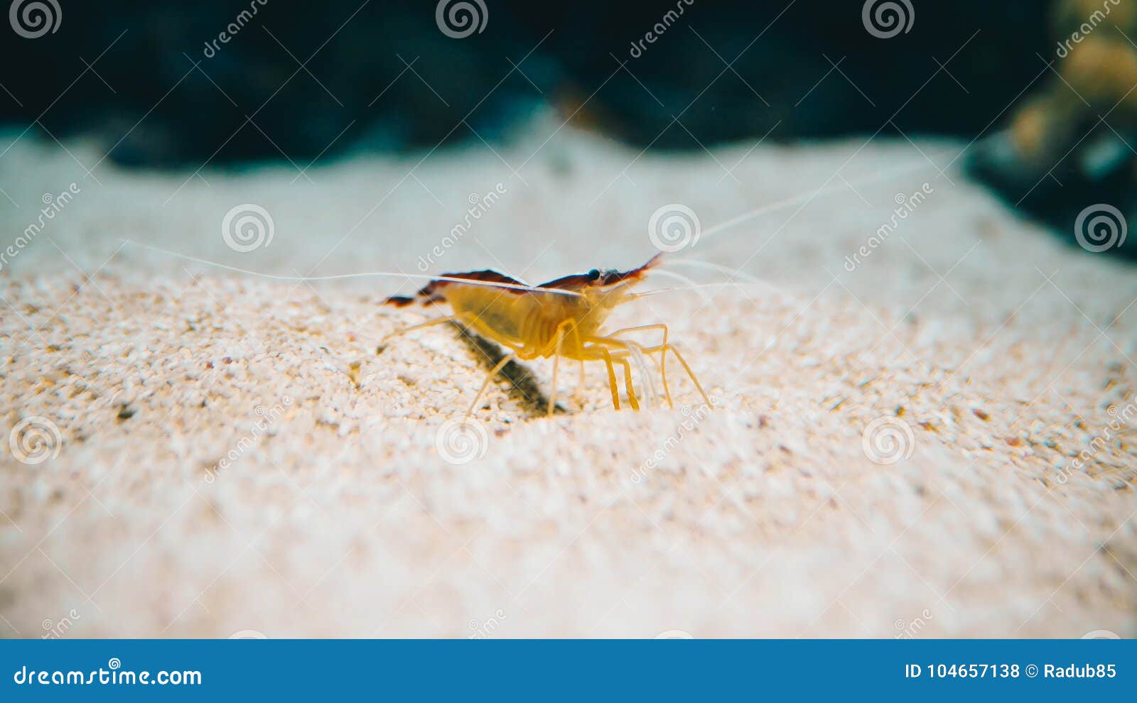 Underwater Closeup of Shrimp Stock Photo - Image of prawn, freshwater ...