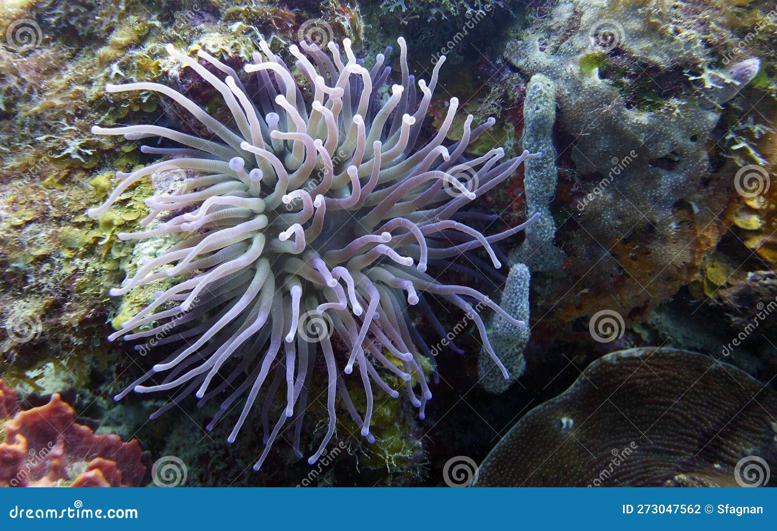 Sea Anemone Closeup the Reef Stock Photo - Image of environment, coral ...