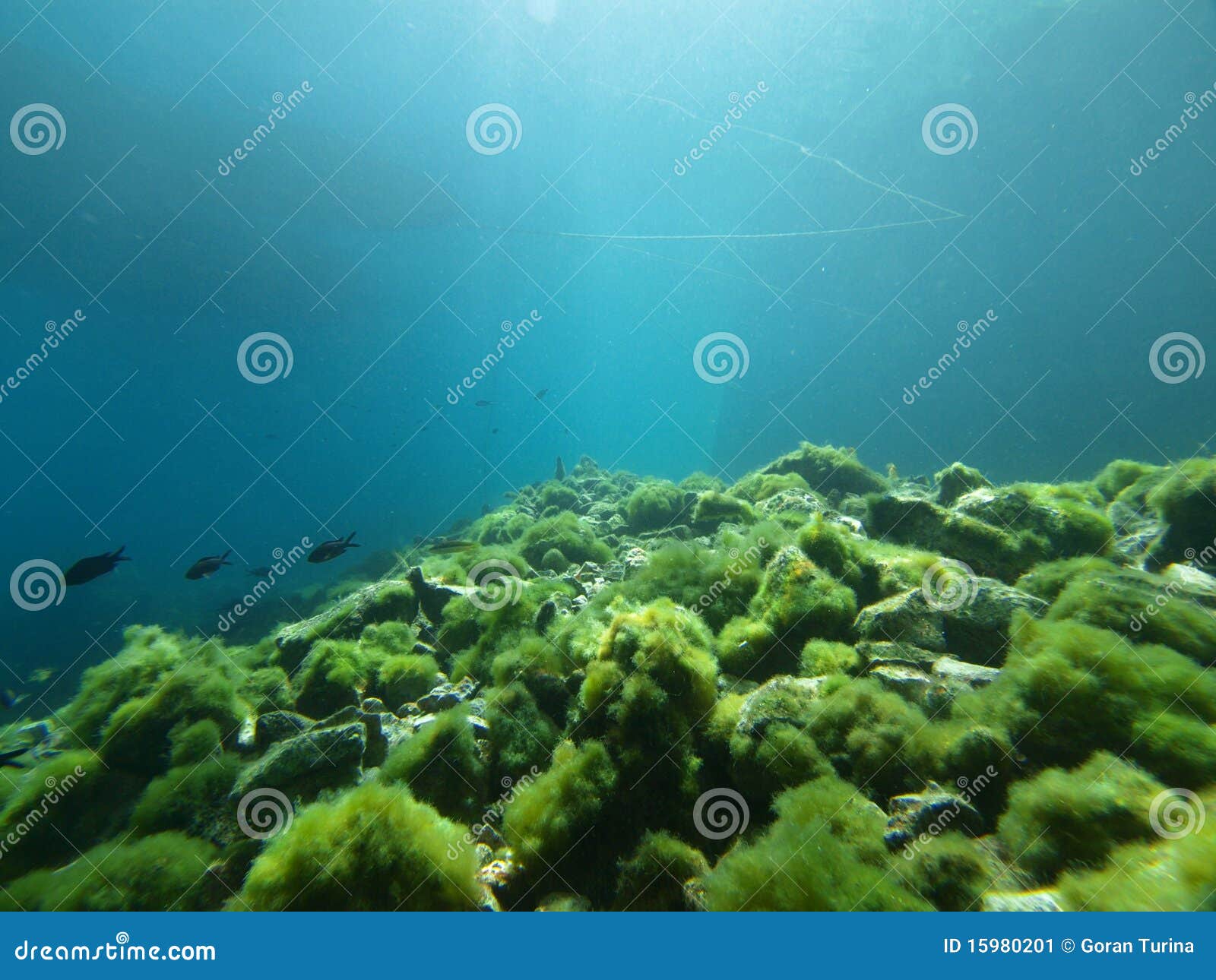 Underwater colors stock image. Image of colors, ocean - 15980201