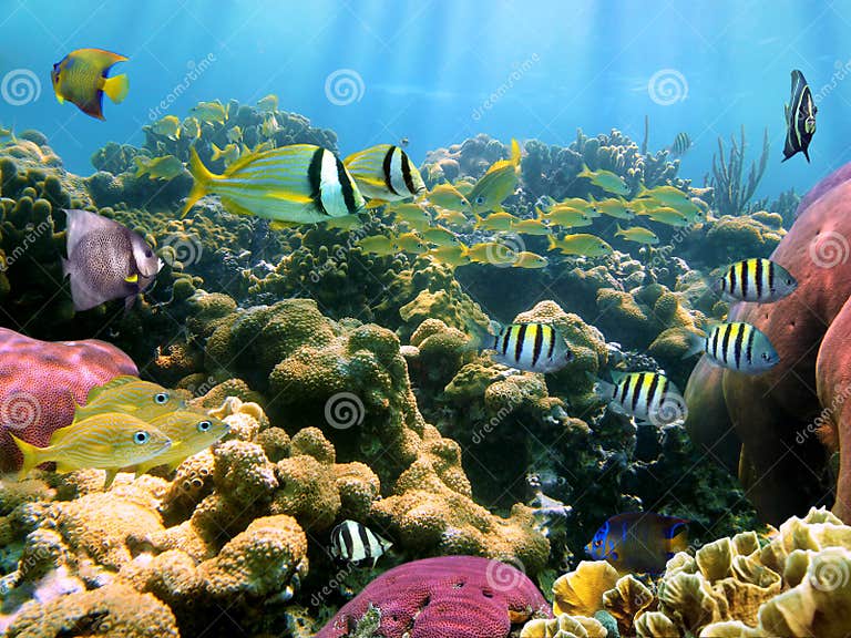 Underwater Colors and Lights Stock Image - Image of cuba, honduras ...