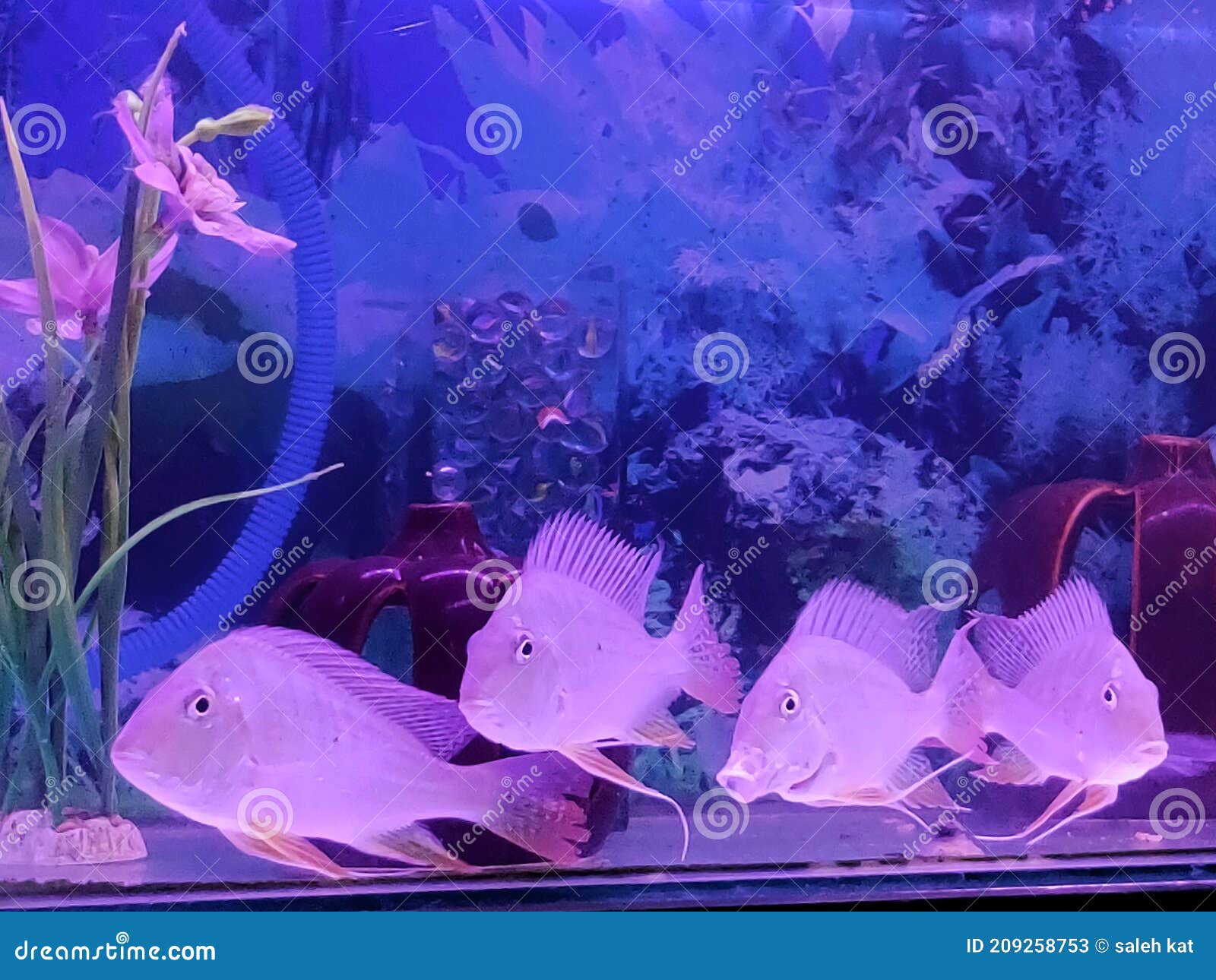 Underwater concert stock image. Image of flower, underwater - 209258753