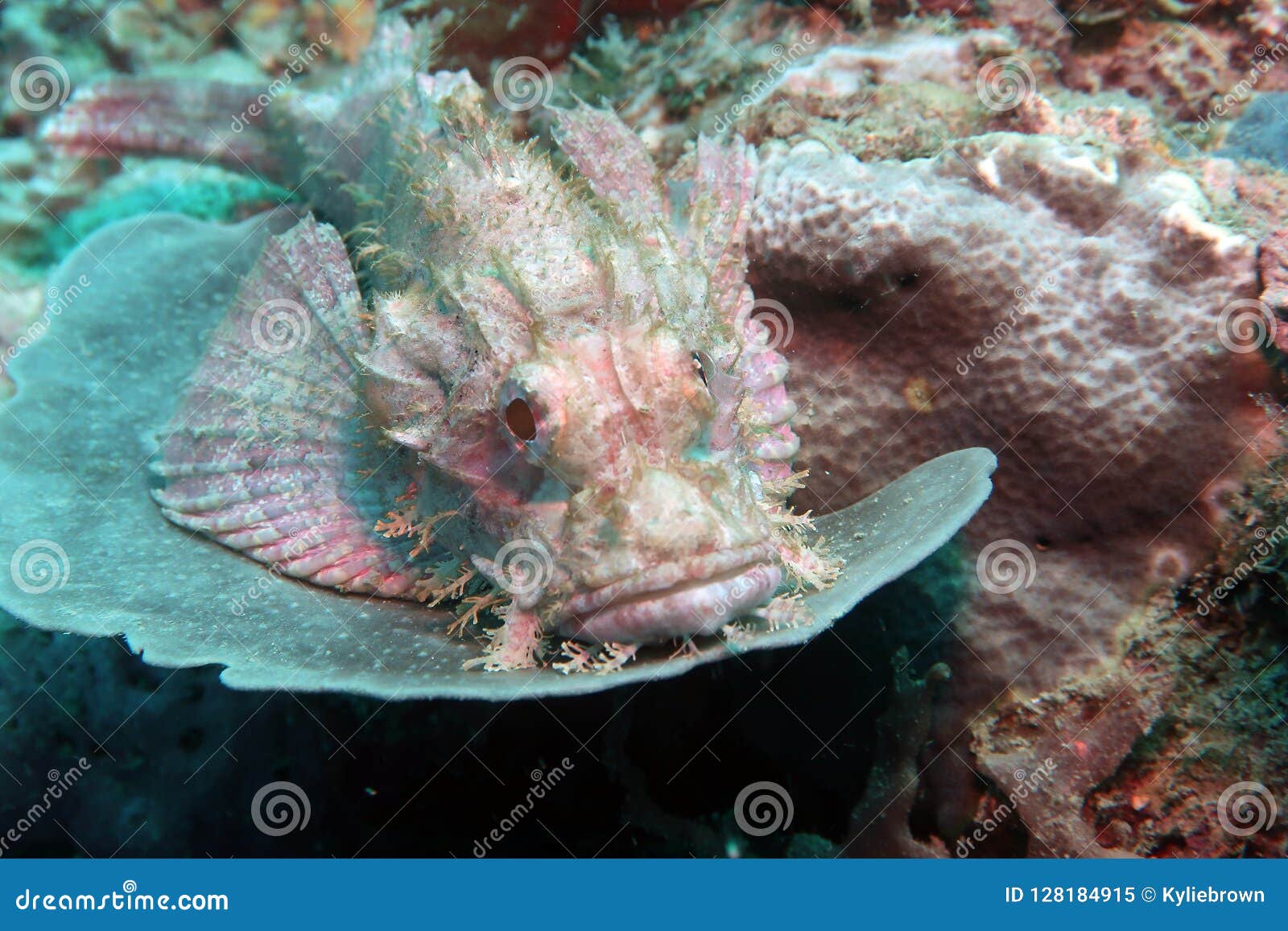 Underwater Cor-de-rosa 1 Do Rascasso Imagem de Stock - Imagem de ...