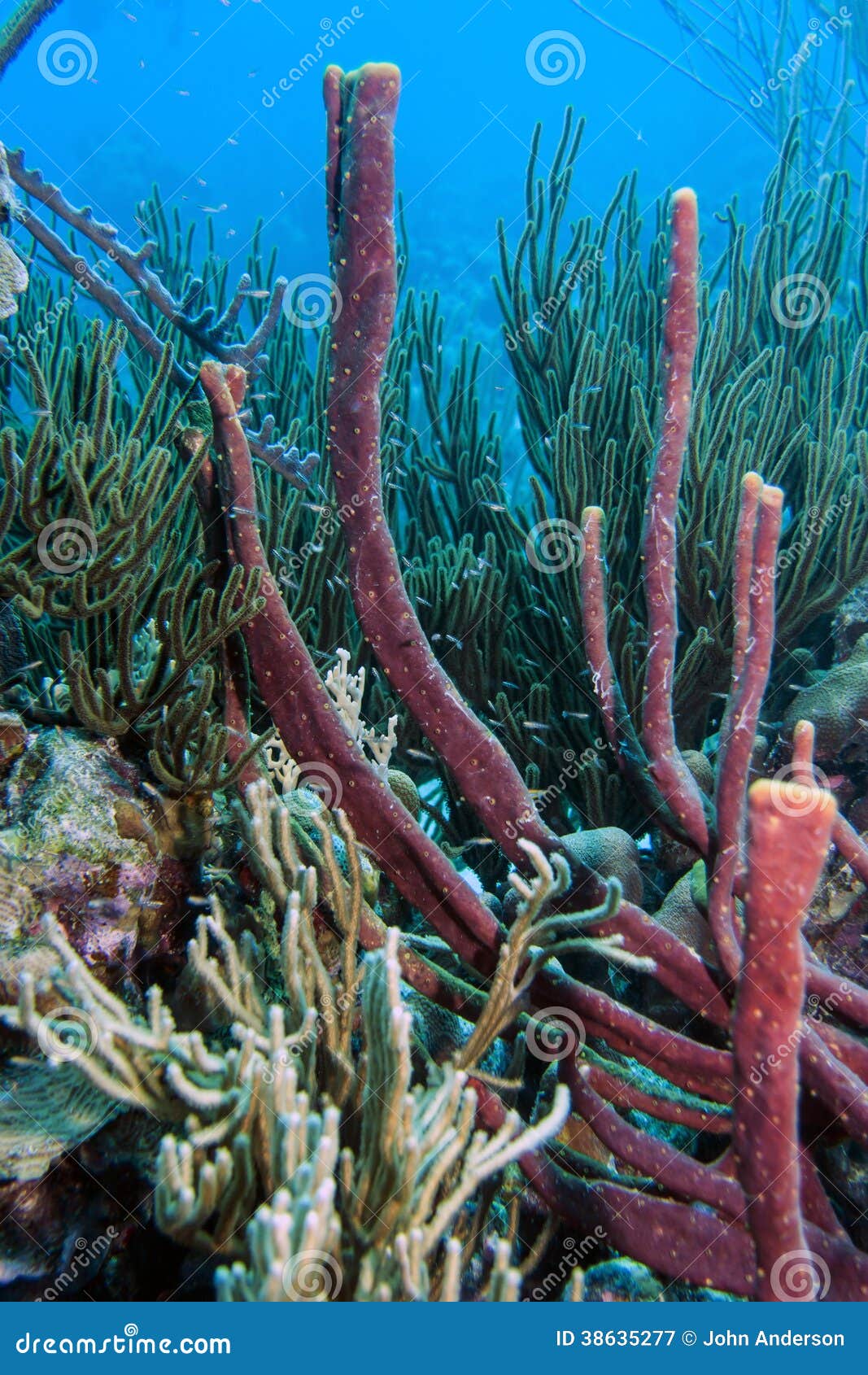Underwater Coral Reef Erect Rope Sponge Stock Image - Image of islands ...