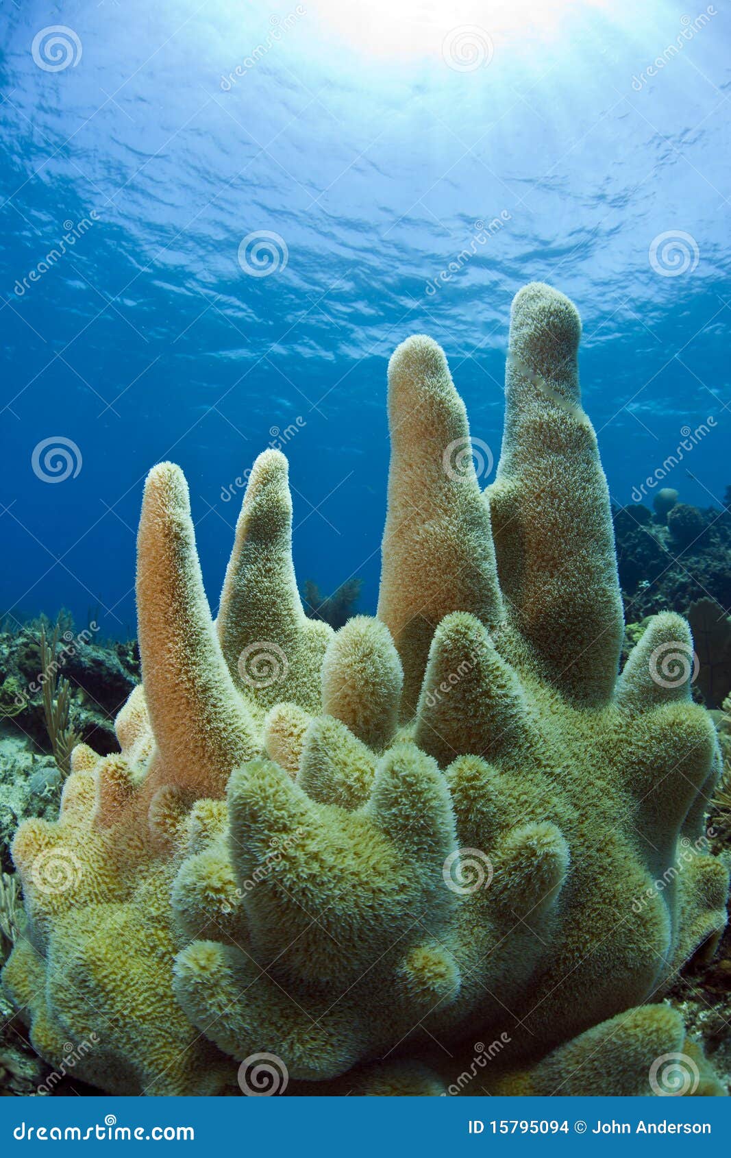 Underwater Coral Reef Pillar Coral Stock Photo - Image of cylindrus ...