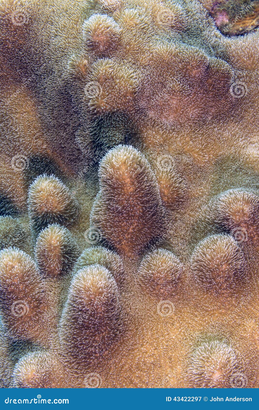 Underwater Coral Reef Pillar Coral Stock Image - Image of underwater ...