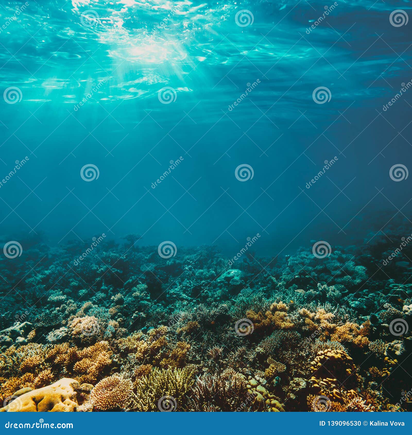 Underwater Panorama Images - Download 3,380 Royalty Free Photos - Page 7