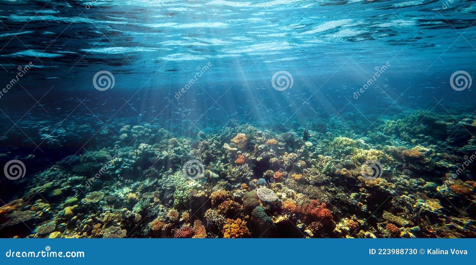 A Underwater Coral Reef on the Red Sea Stock Photo - Image of bright ...