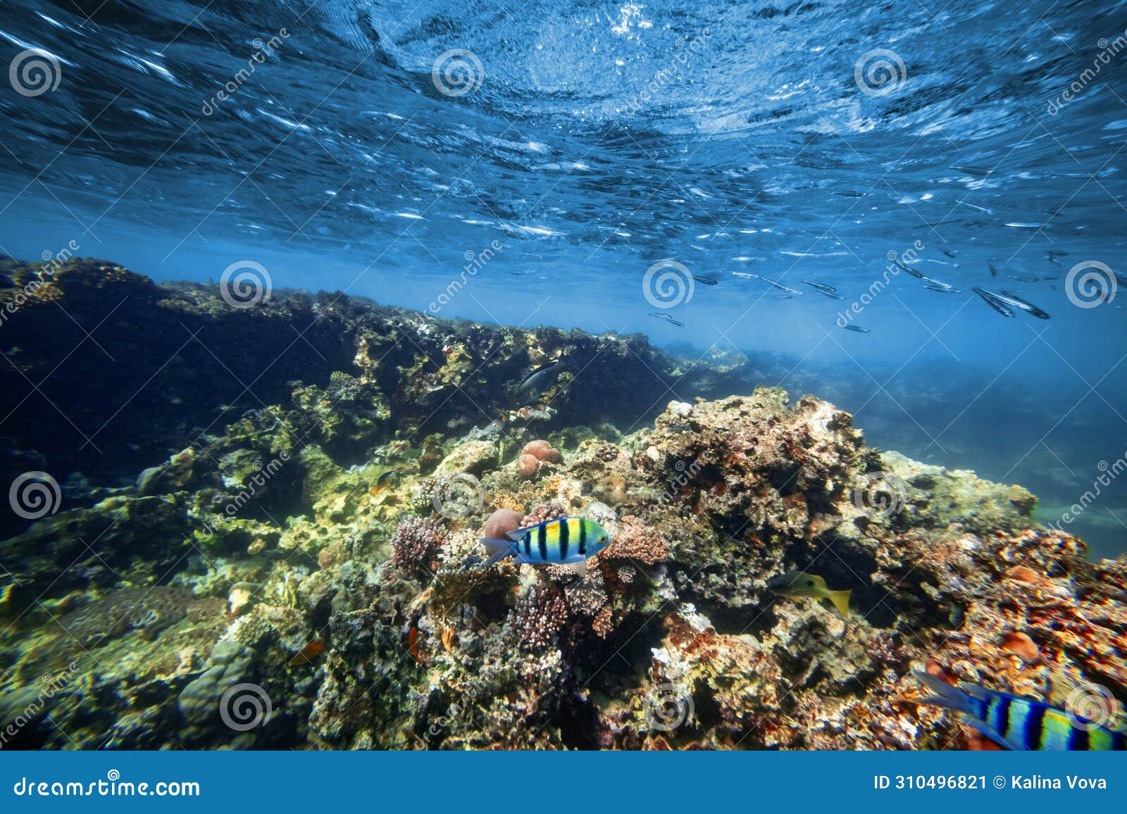 A Underwater Coral Reef on the Red Sea Stock Image - Image of seascape ...
