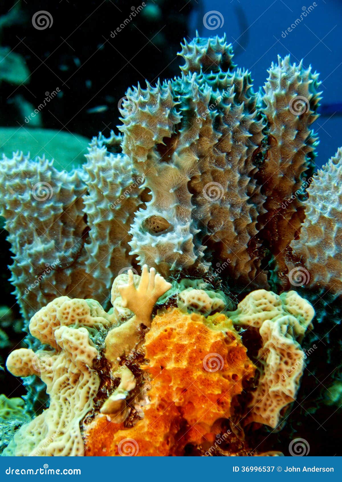 Underwater coral reef stock image. Image of island, antilles - 36996537
