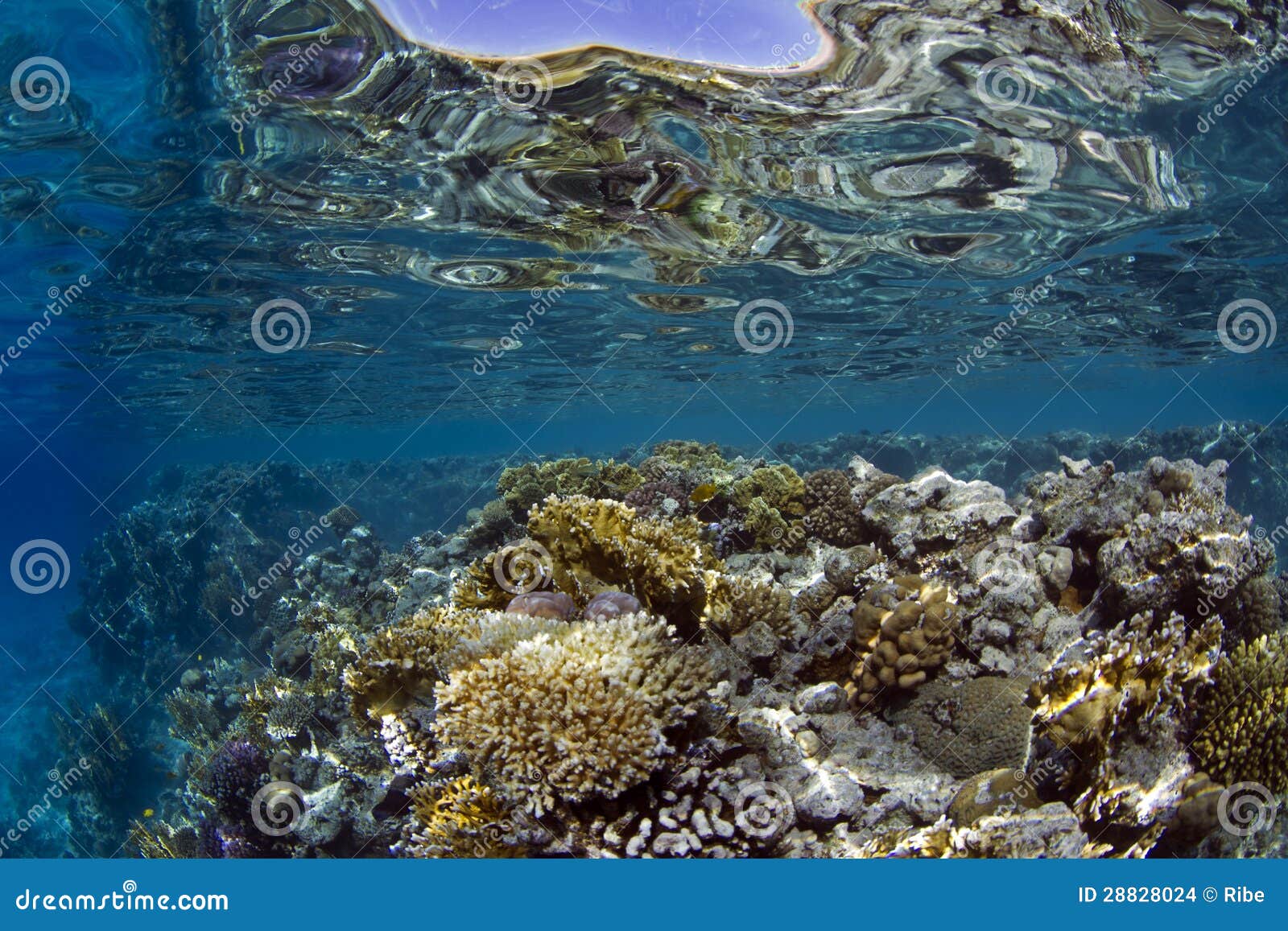Underwater Coral Reflections II Stock Photo - Image of egypt ...