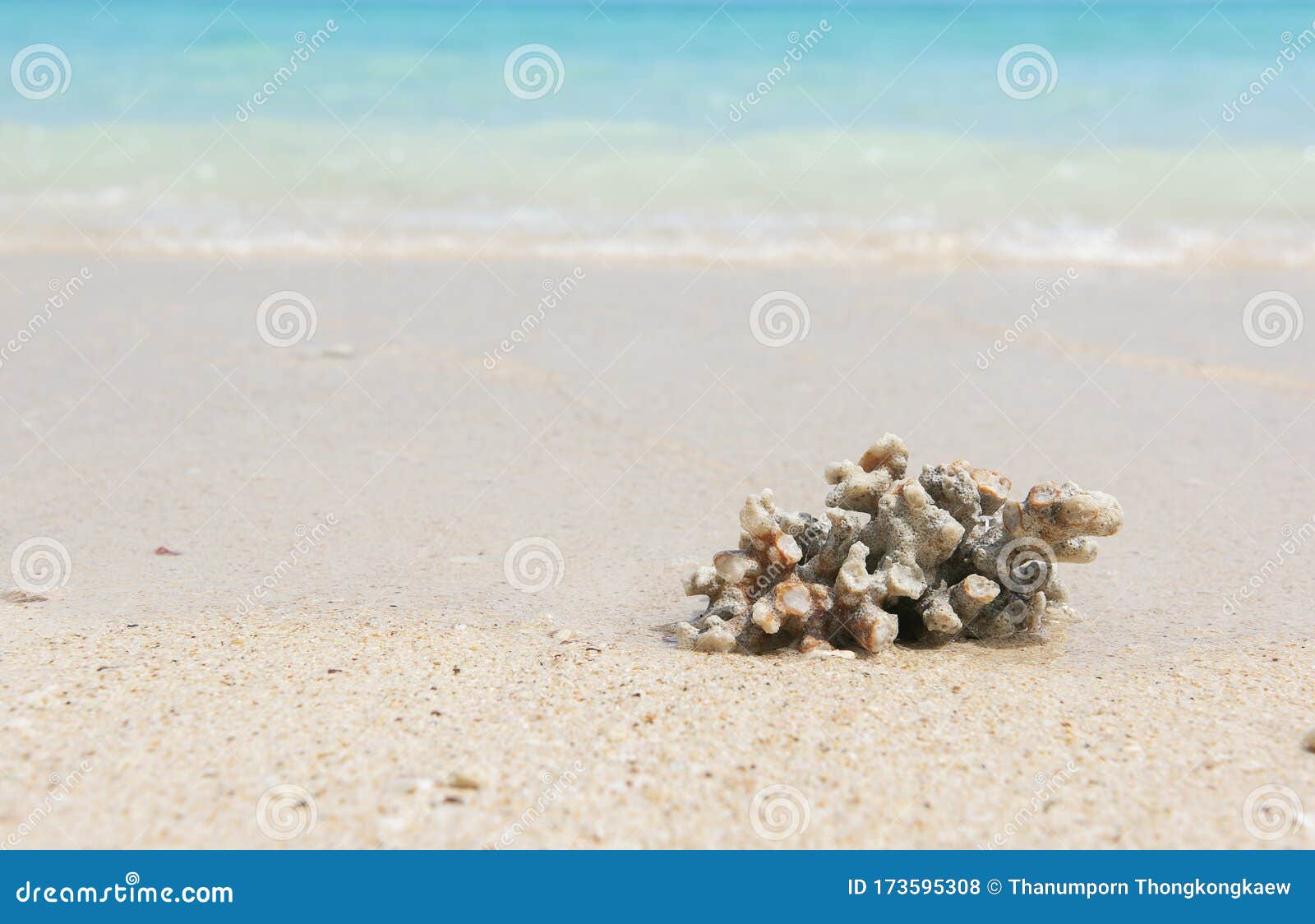 Underwater Coral, and Sand. Sea Scene Stock Photo - Image of cancun ...