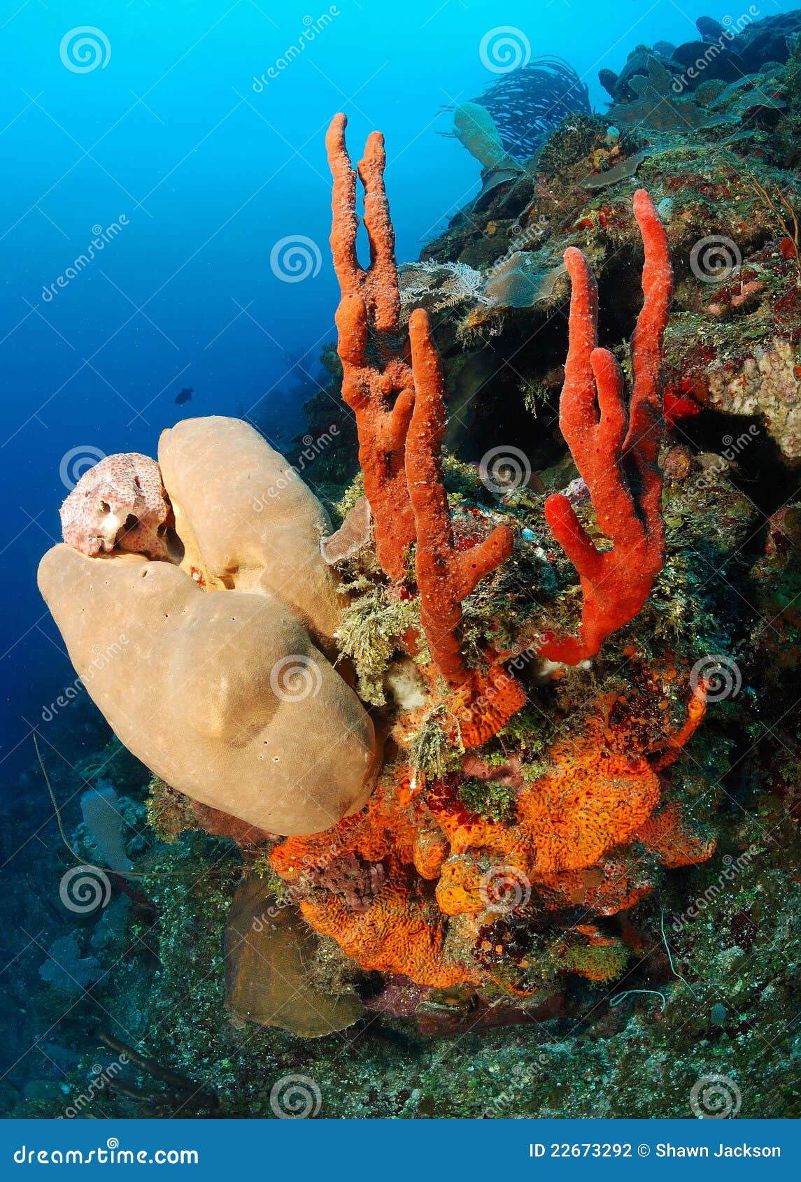 Underwater coral sponges stock photo. Image of orange - 22673292