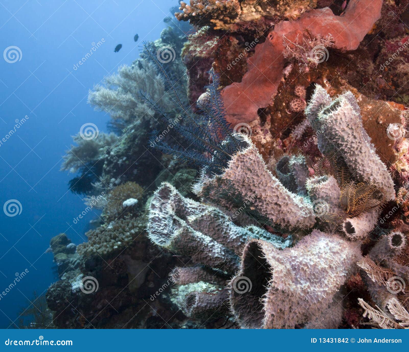 Underwater coral wall stock photo. Image of coral, wall - 13431842