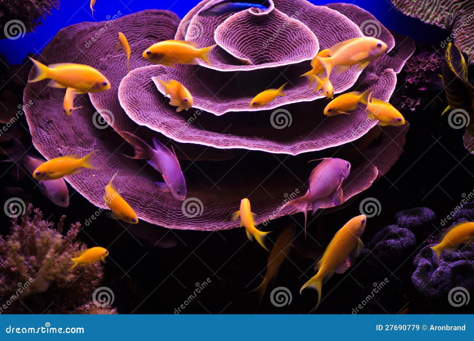 Underwater Corals and Red Sea Fish Stock Image - Image of depth, nature ...