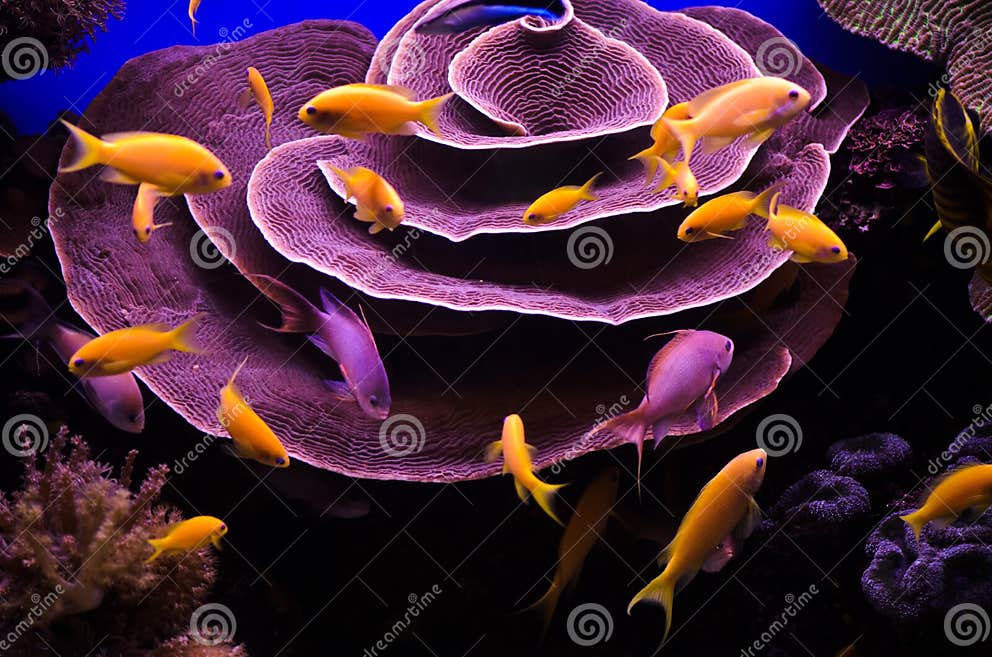 Underwater Corals and Red Sea Fish Stock Image - Image of depth, nature ...