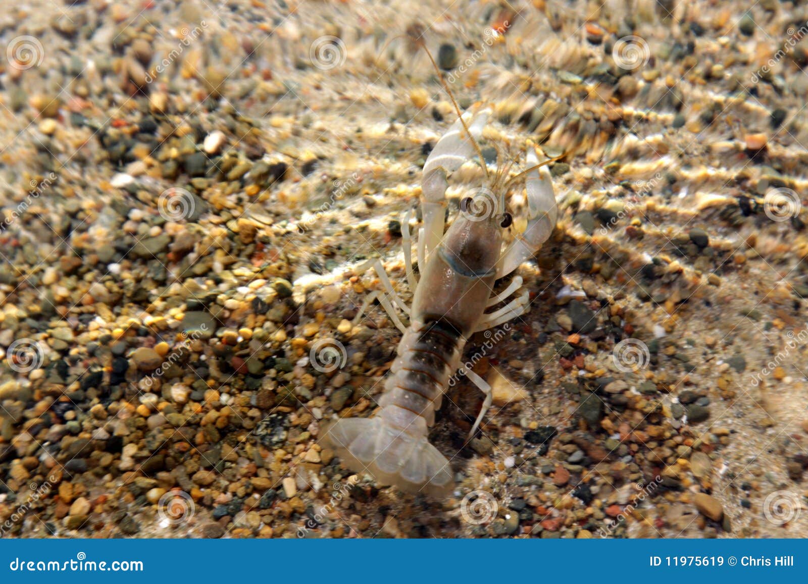Underwater Crayfish stock image. Image of crayfish, seafood - 11975619