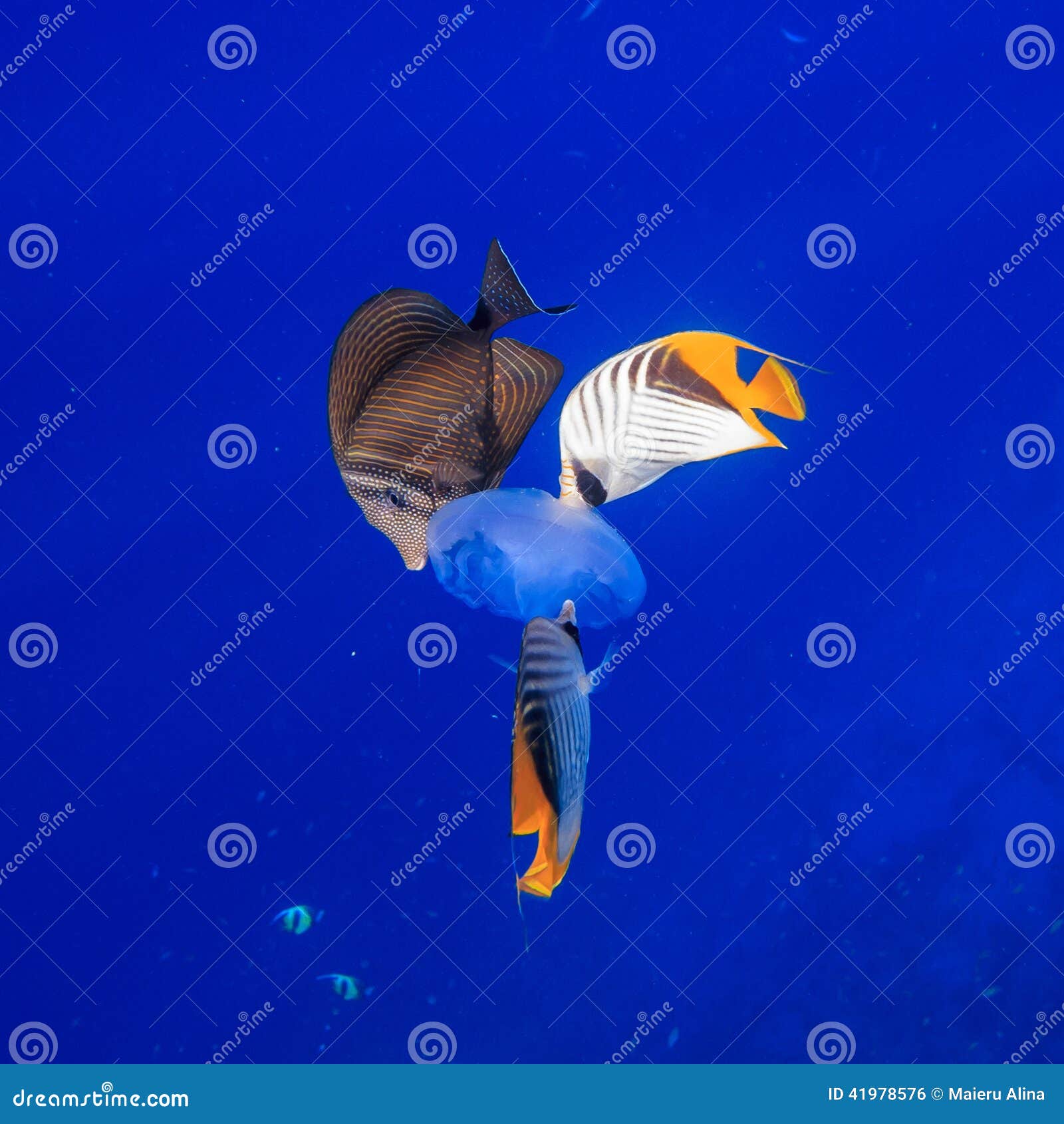 Underwater Dance stock photo. Image of sheikh, fauna - 41978576