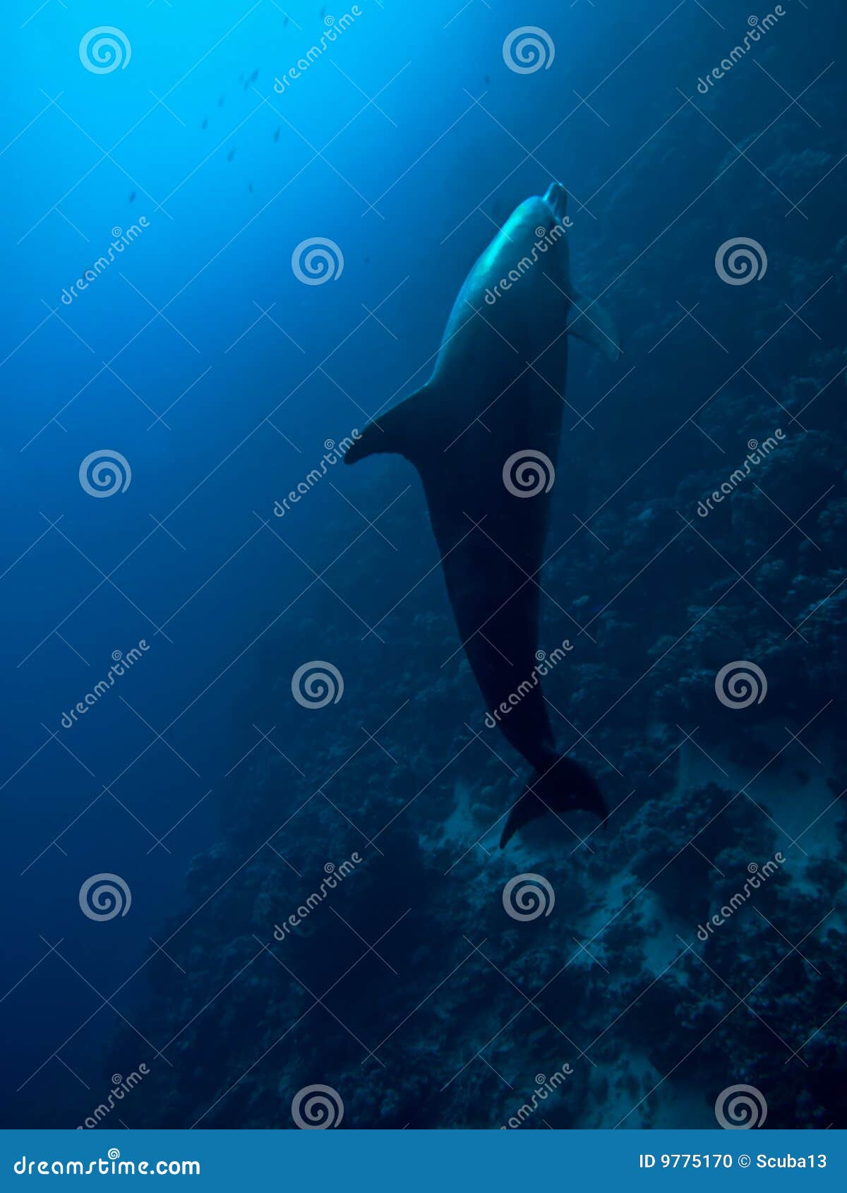 Underwater Dolphin Action in the Red Sea Stock Photo - Image of diving ...