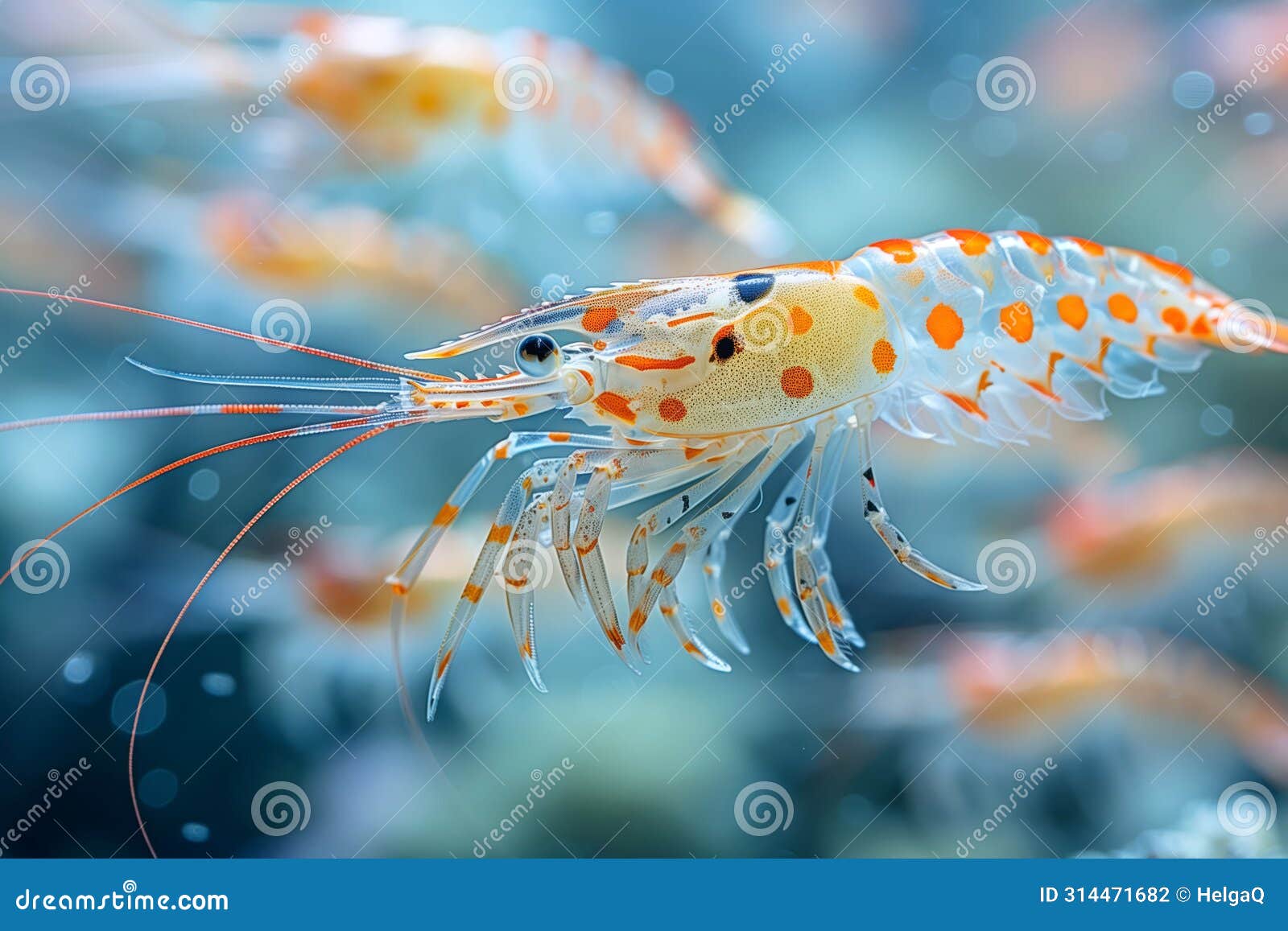 Underwater Elegance a Stunning Shrimp Surrounded by a Sea of Tranquil ...