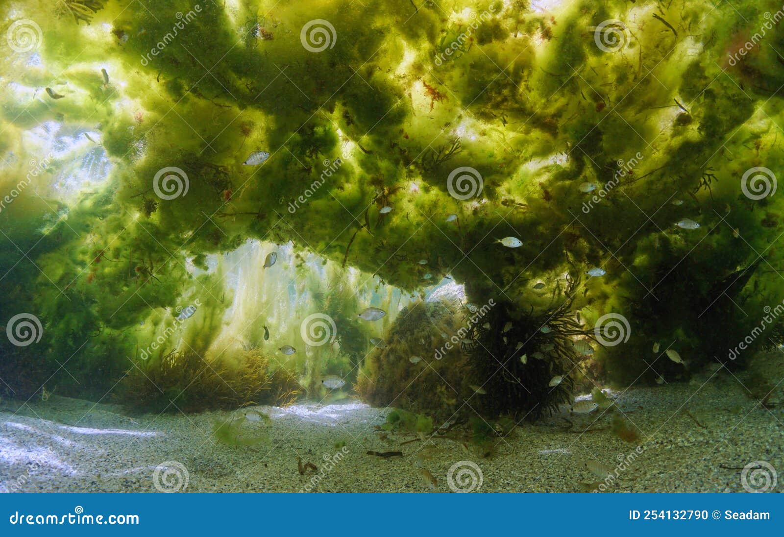 Underwater Filamentous Algae with Small Fish in the Ocean Stock Photo ...