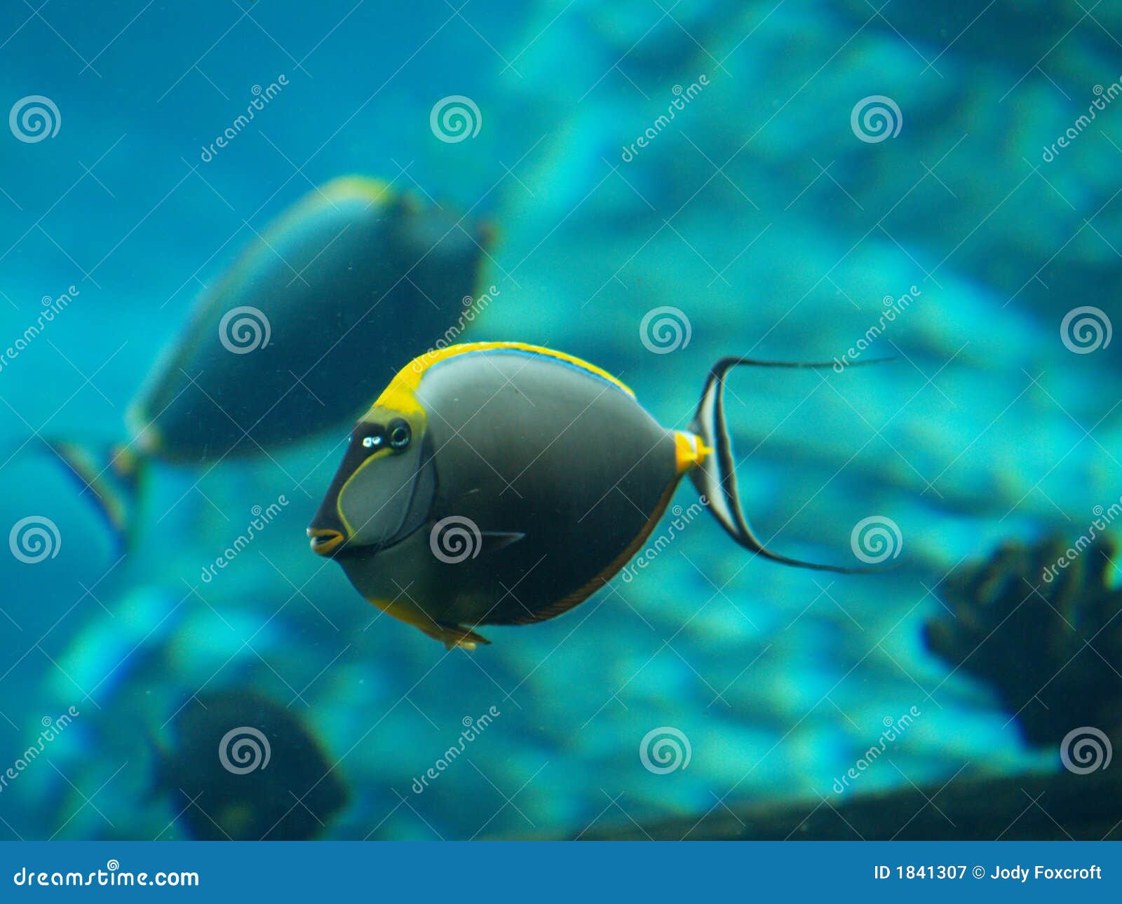 Underwater Fish stock image. Image of tropical, life, animal - 1841307