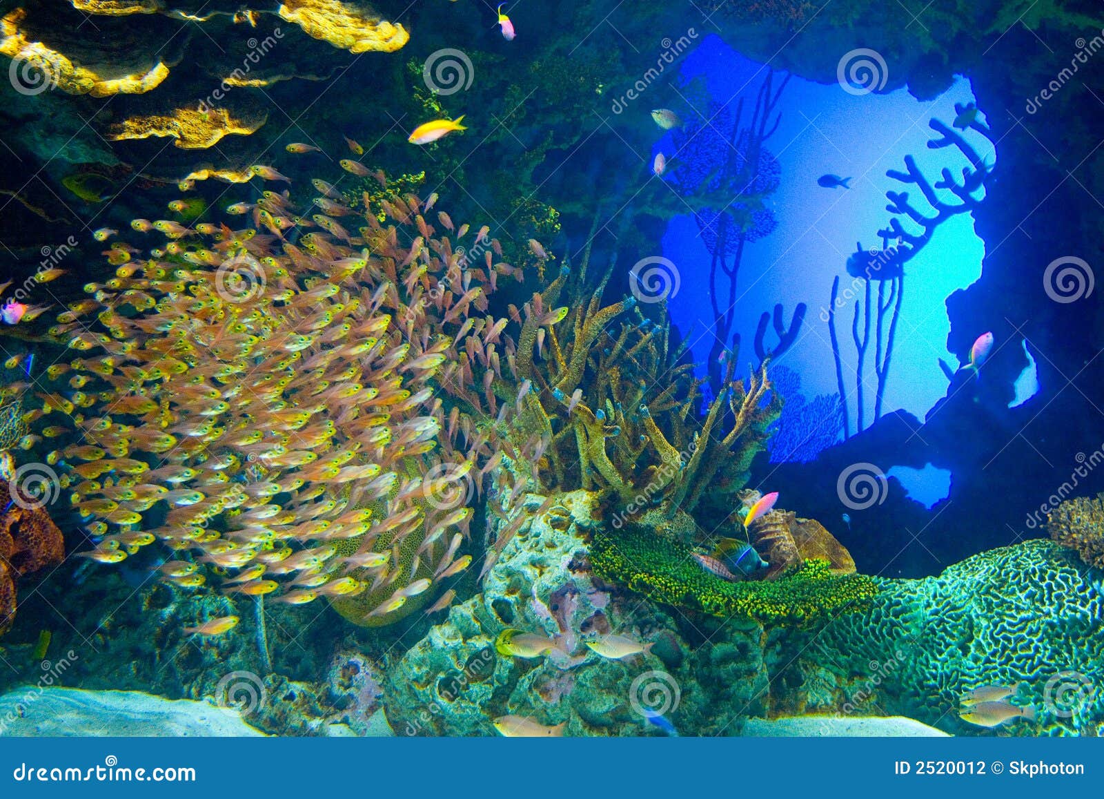 Underwater fish stock photo. Image of island, aquarium - 2520012