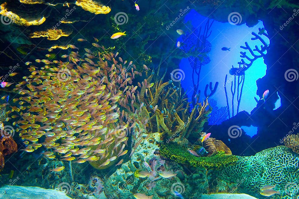 Underwater fish stock photo. Image of island, aquarium - 2520012