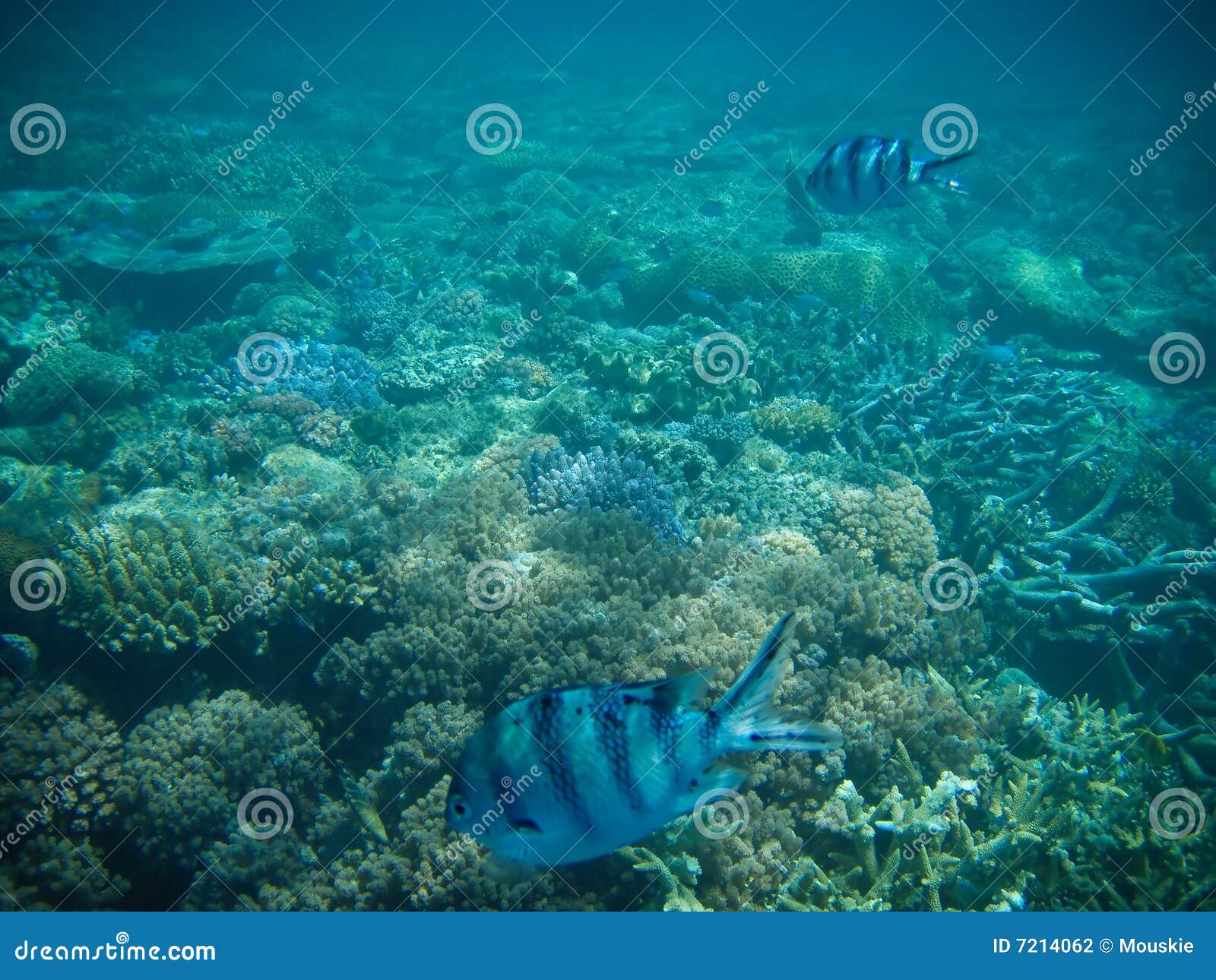 Underwater Fish stock photo. Image of fish, australia - 7214062