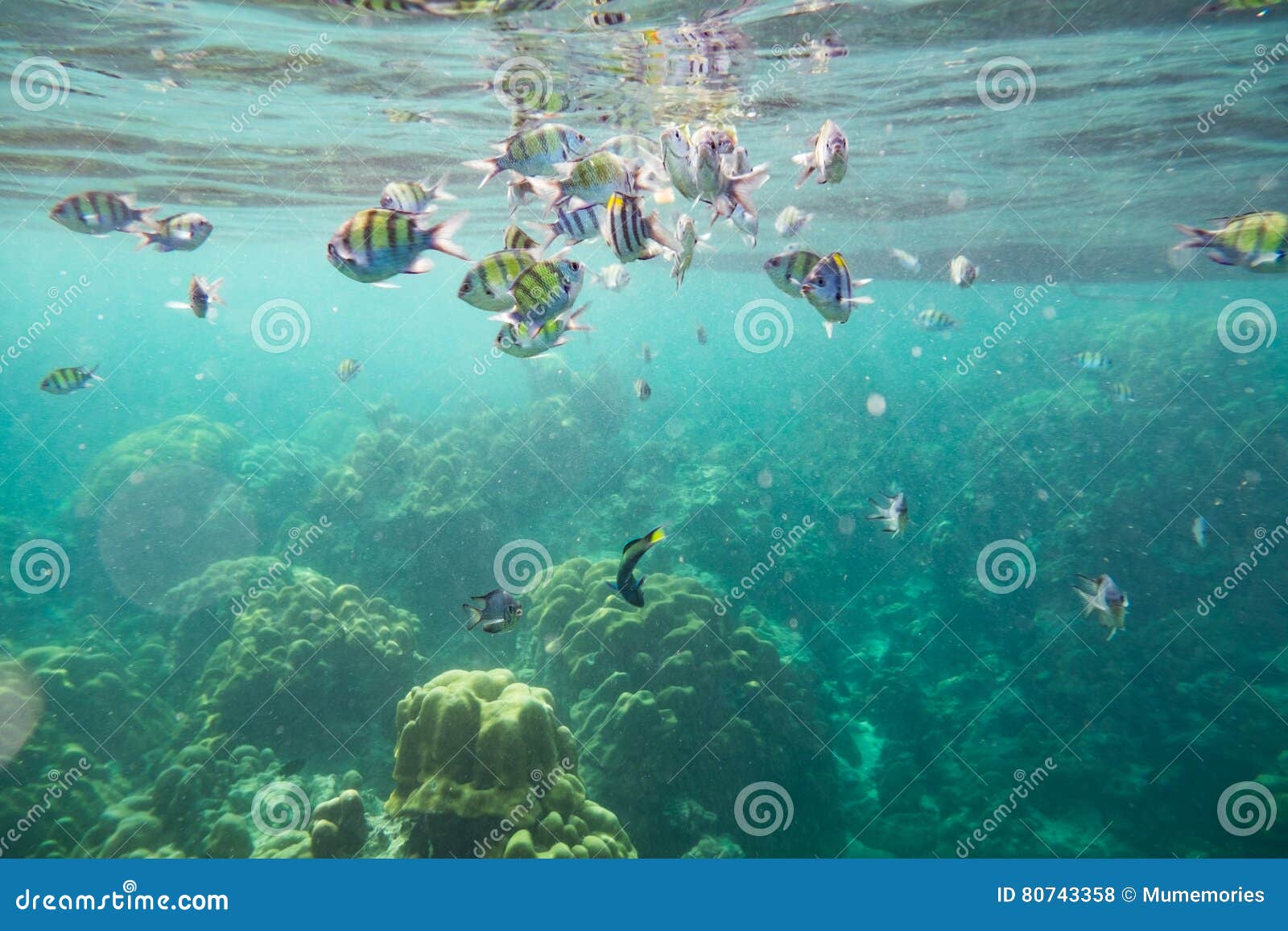 Koi Fish Crowd Royalty-Free Stock Photo | CartoonDealer.com #140701575