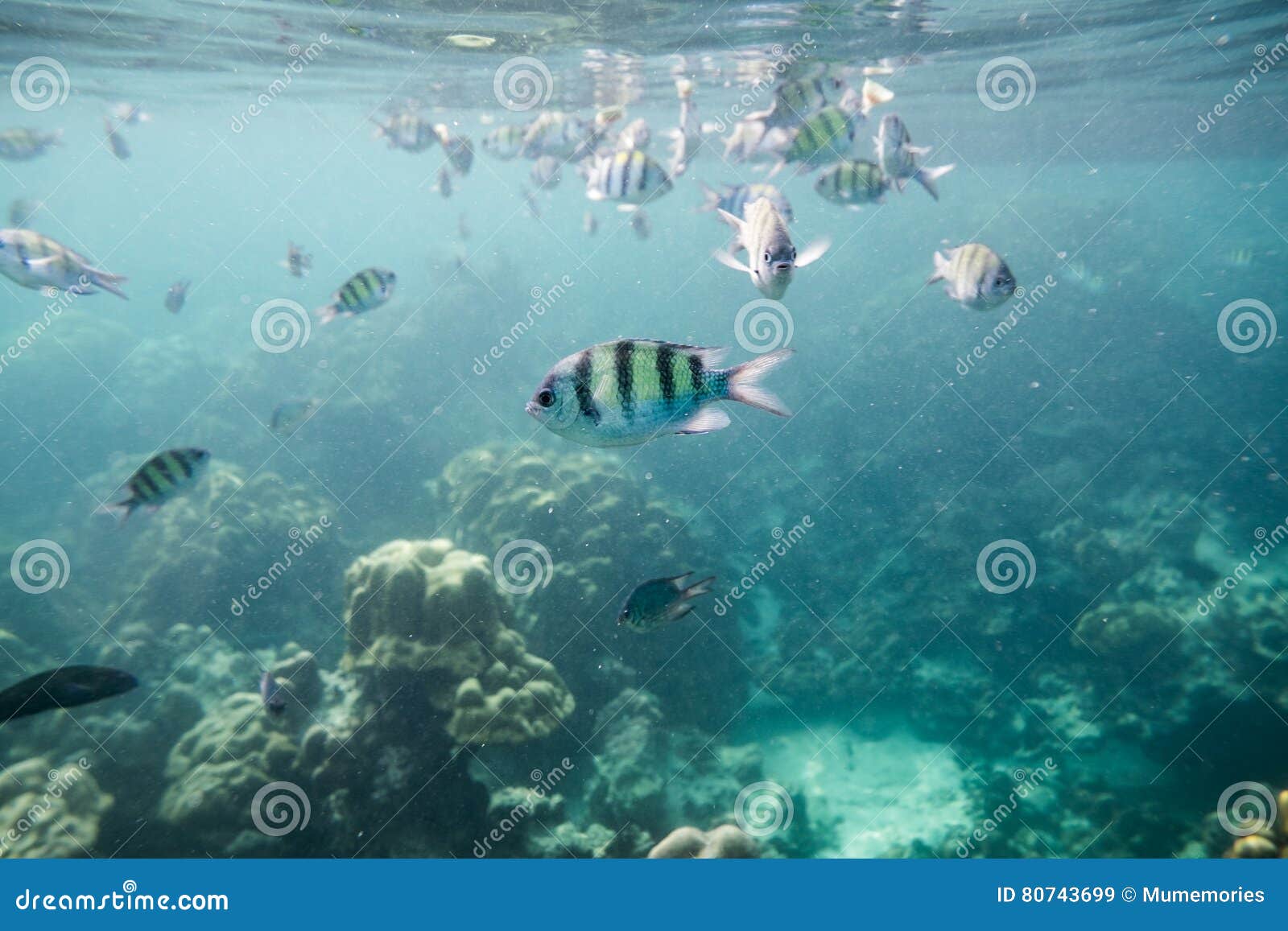 Koi Fish Crowd Royalty-Free Stock Photo | CartoonDealer.com #140701575