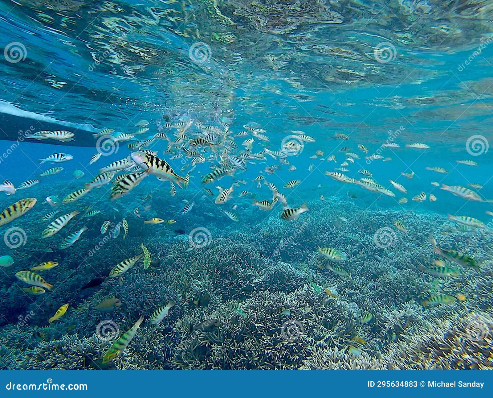 Underwater Fish Frenzy stock image. Image of swimming - 295634883