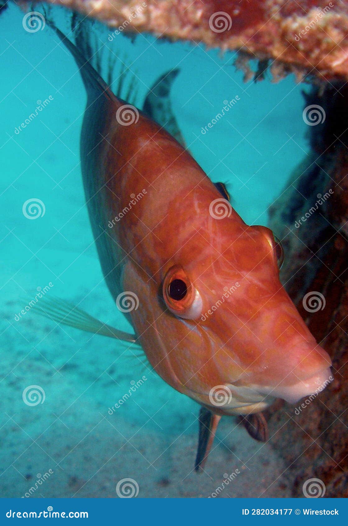 An Underwater Fish Looks at the Camera from Underneath a Reef Stock ...