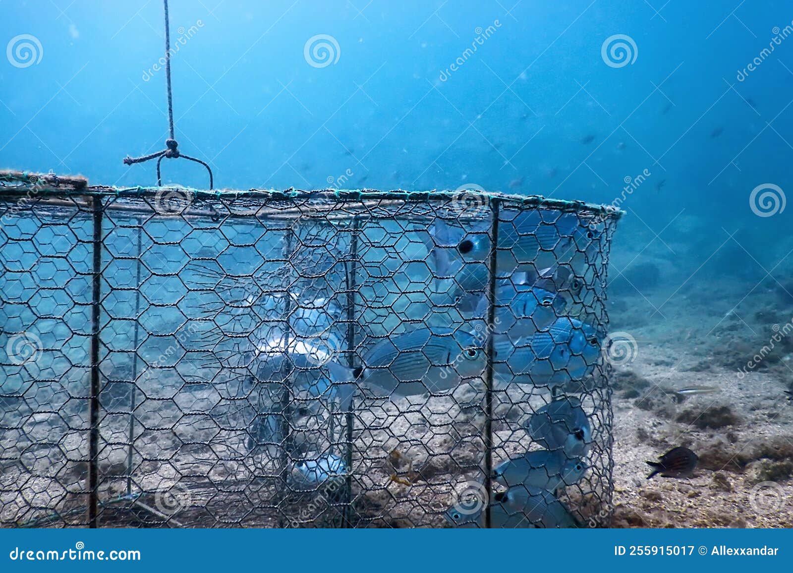 Underwater Fish Trap, Fishes Inside Trap Stock Image - Image of marine ...