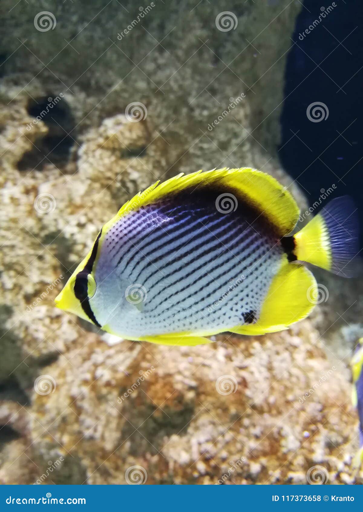 Underwater fish stock photo. Image of blue, stripes - 117373658