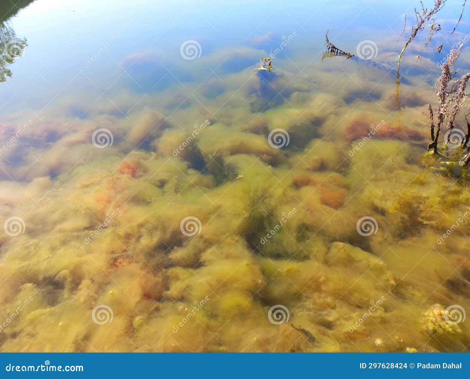 Underwater Flora. Underwater Plants Rivers, Lakes, Pond. Royalty-Free ...