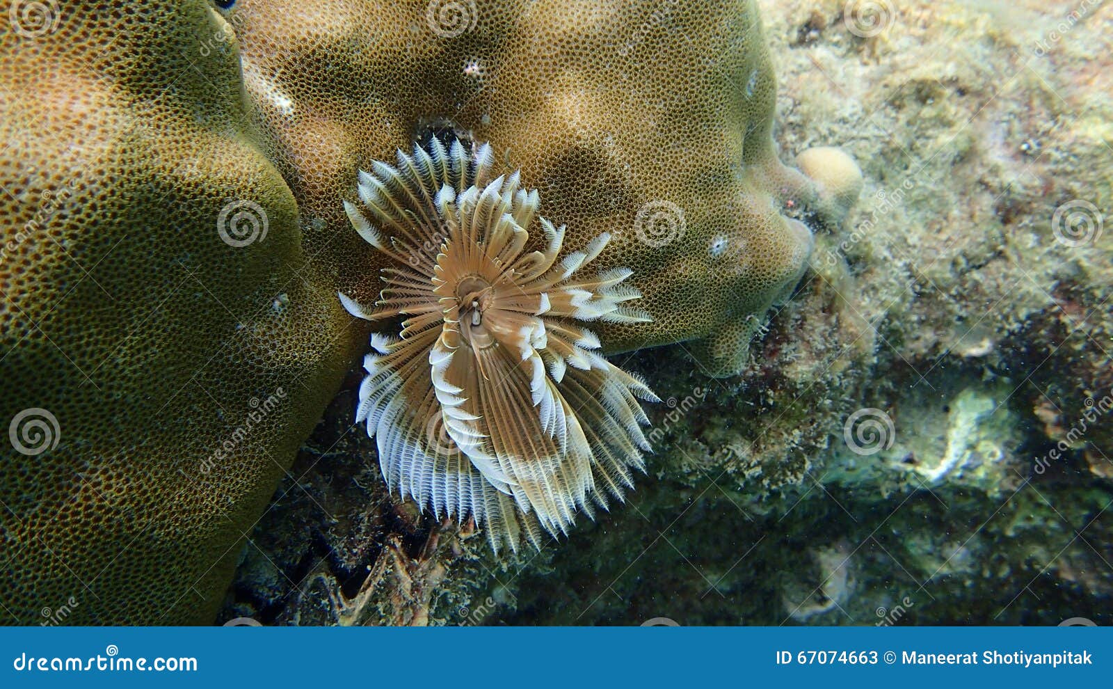 Underwater Flora Under the Sea Stock Image - Image of aquaria, aquatic ...