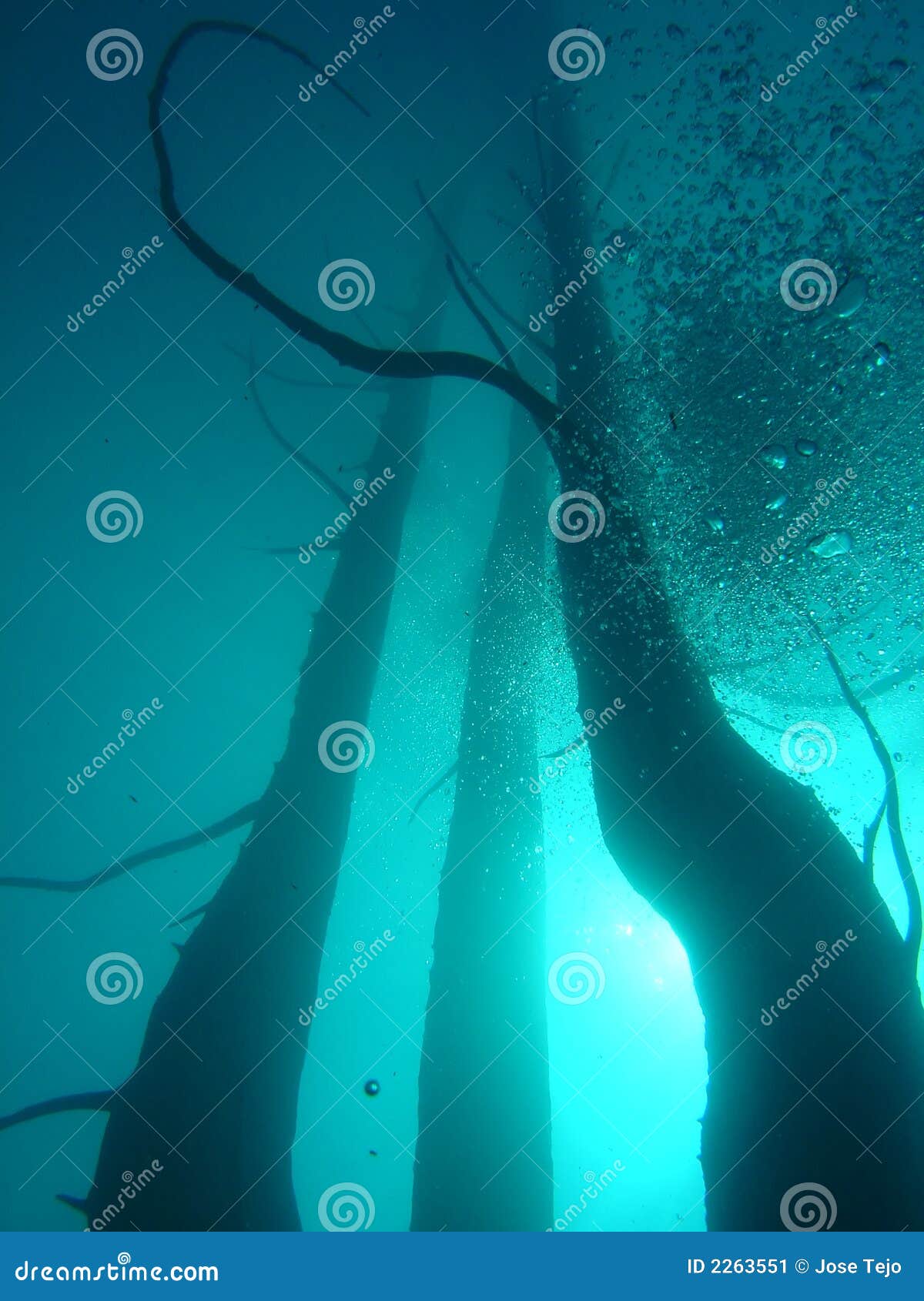 Underwater forest stock image. Image of traful, dive, lake - 2263551