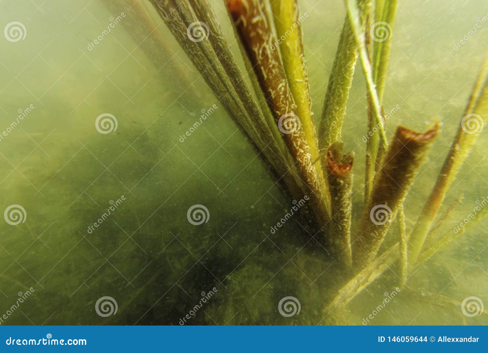 Underwater Freshwater Flora Rivers, Lakes, Pond, Underwater Flora Stock ...