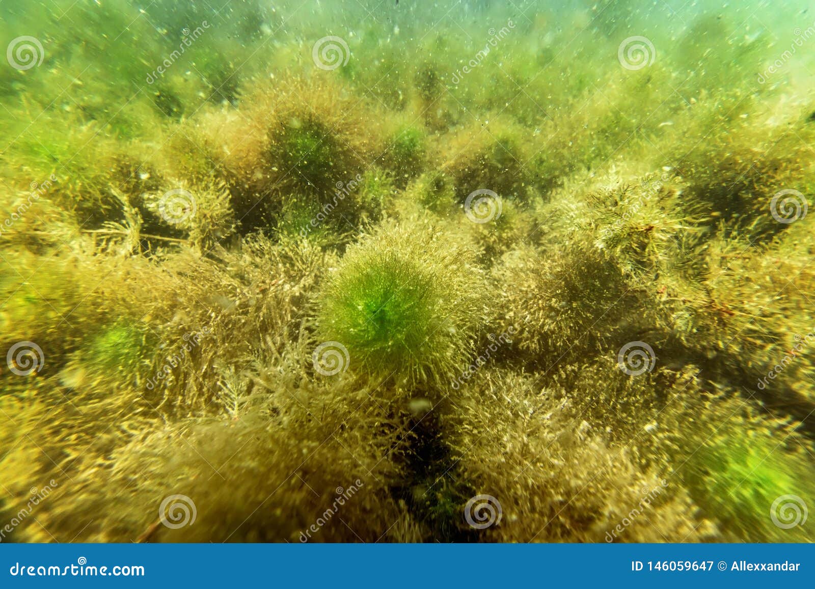 Underwater Freshwater Flora Rivers, Lakes, Pond, Underwater Flora Stock ...