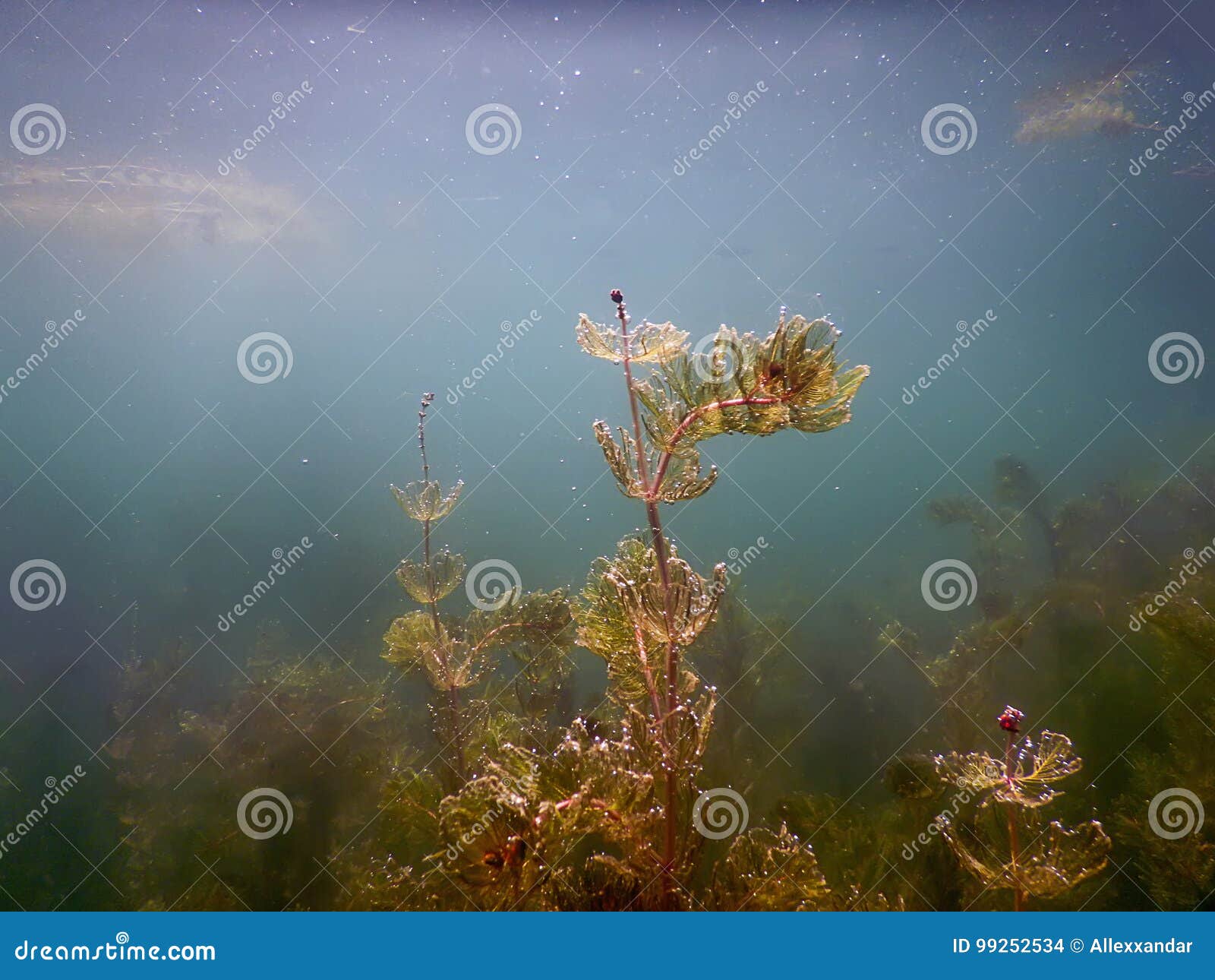 Underwater Freshwater Flora Rivers, Lakes, Pond. Surface. Stock Photo ...