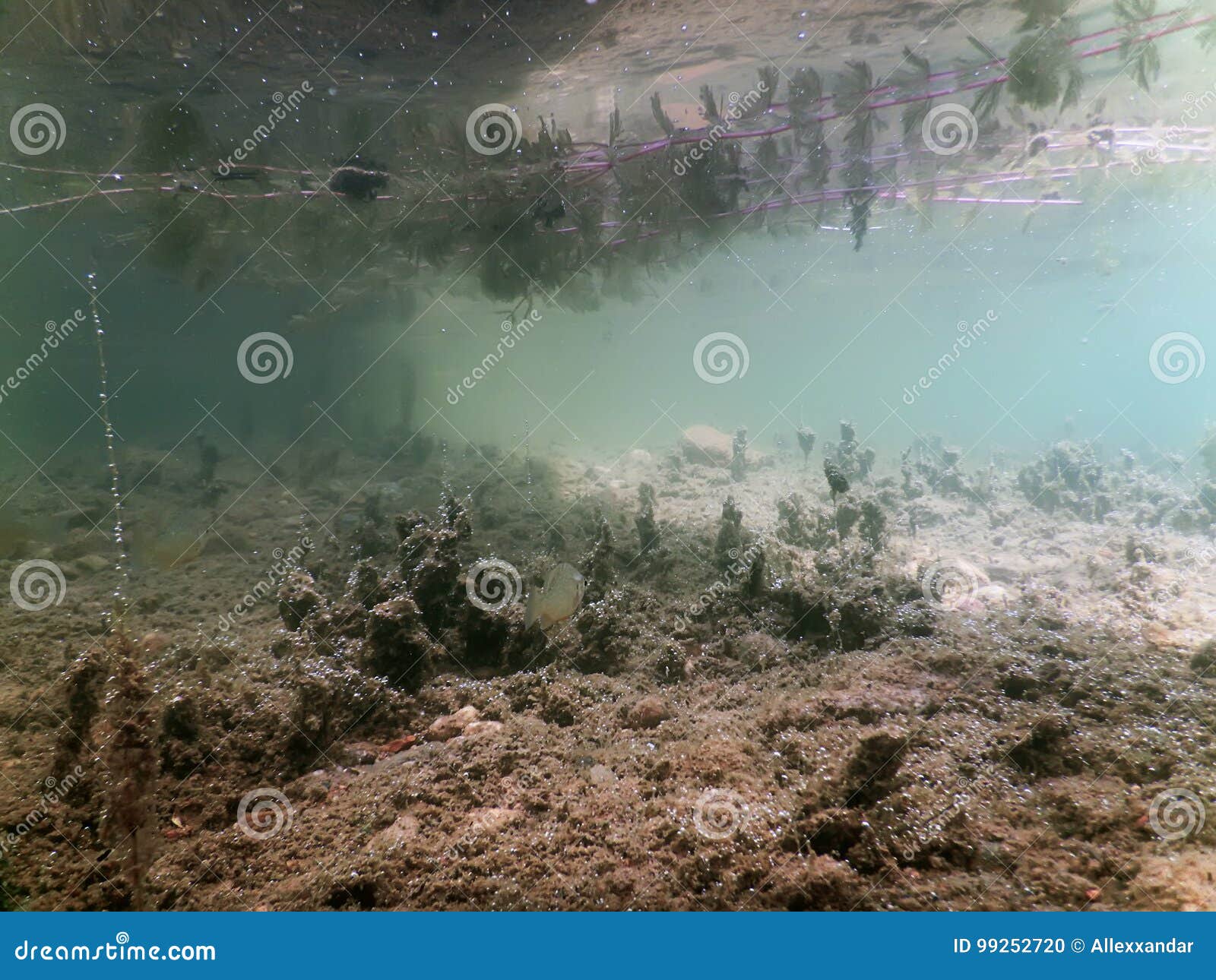 Underwater Freshwater Flora Rivers, Lakes, Pond. Surface. Stock Photo ...