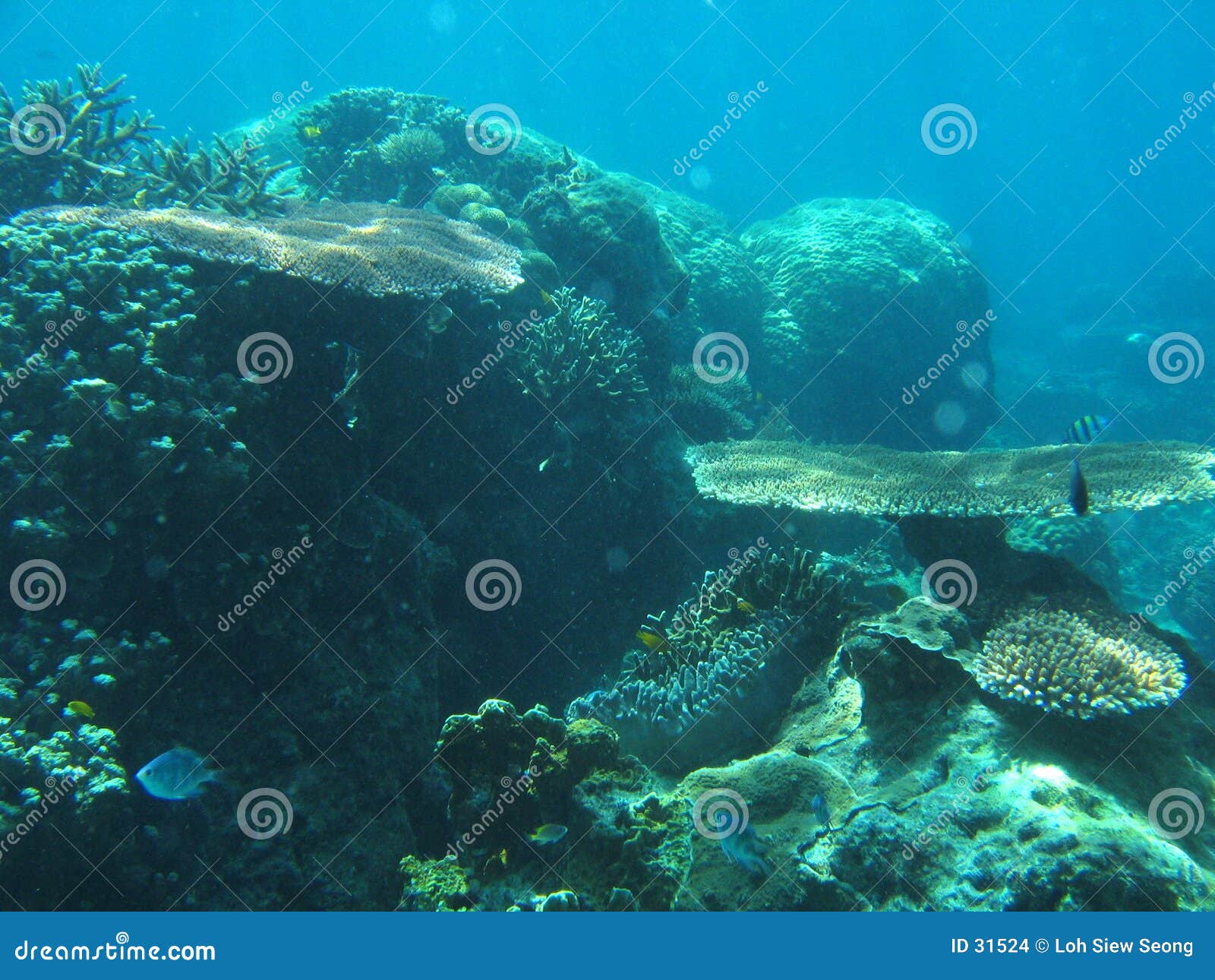 Underwater Garden stock photo. Image of underwater, corals - 31524